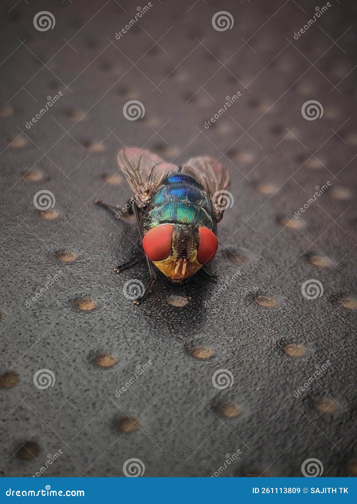 Insects,red and Blue Colour Stock Image - Image of insect, colour ...