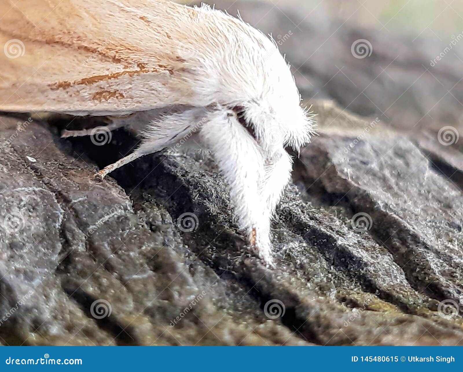 Insects with Background Depthfield Editorial Image - Image of closeup ...