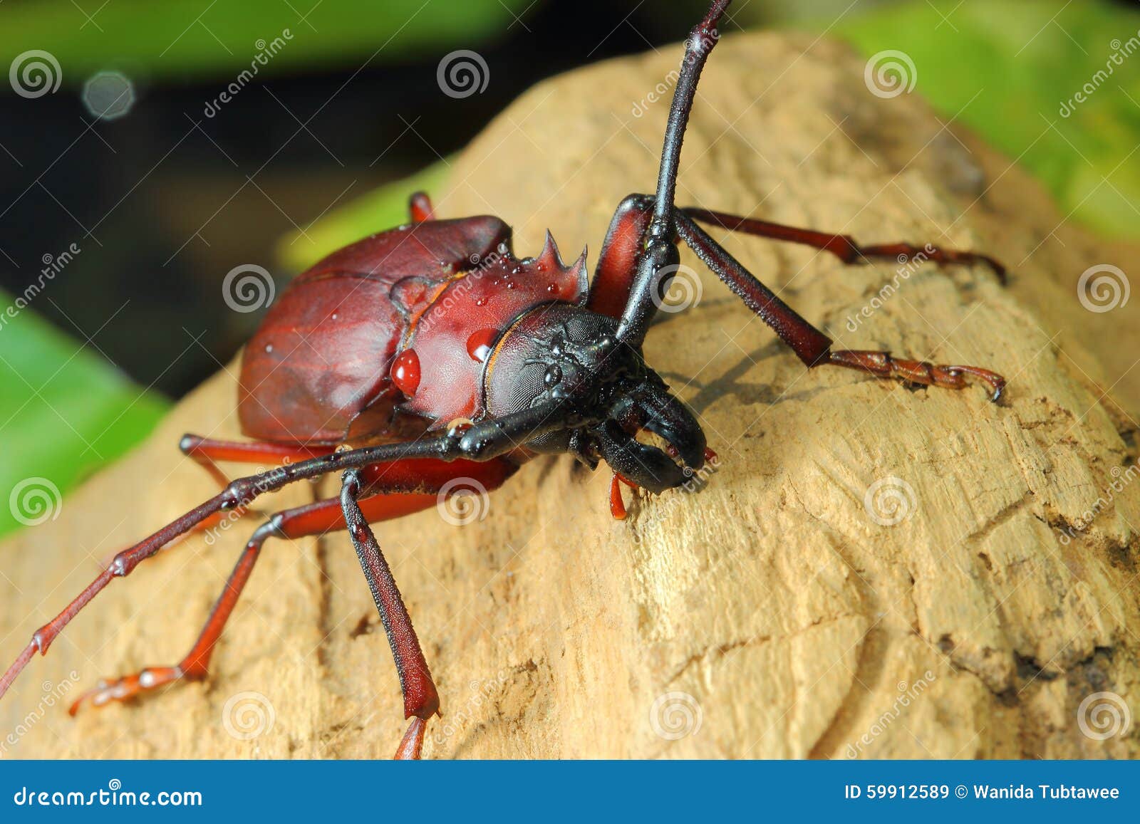 Neoplocaederus Stock Photos - Free & Royalty-Free Stock Photos from ...