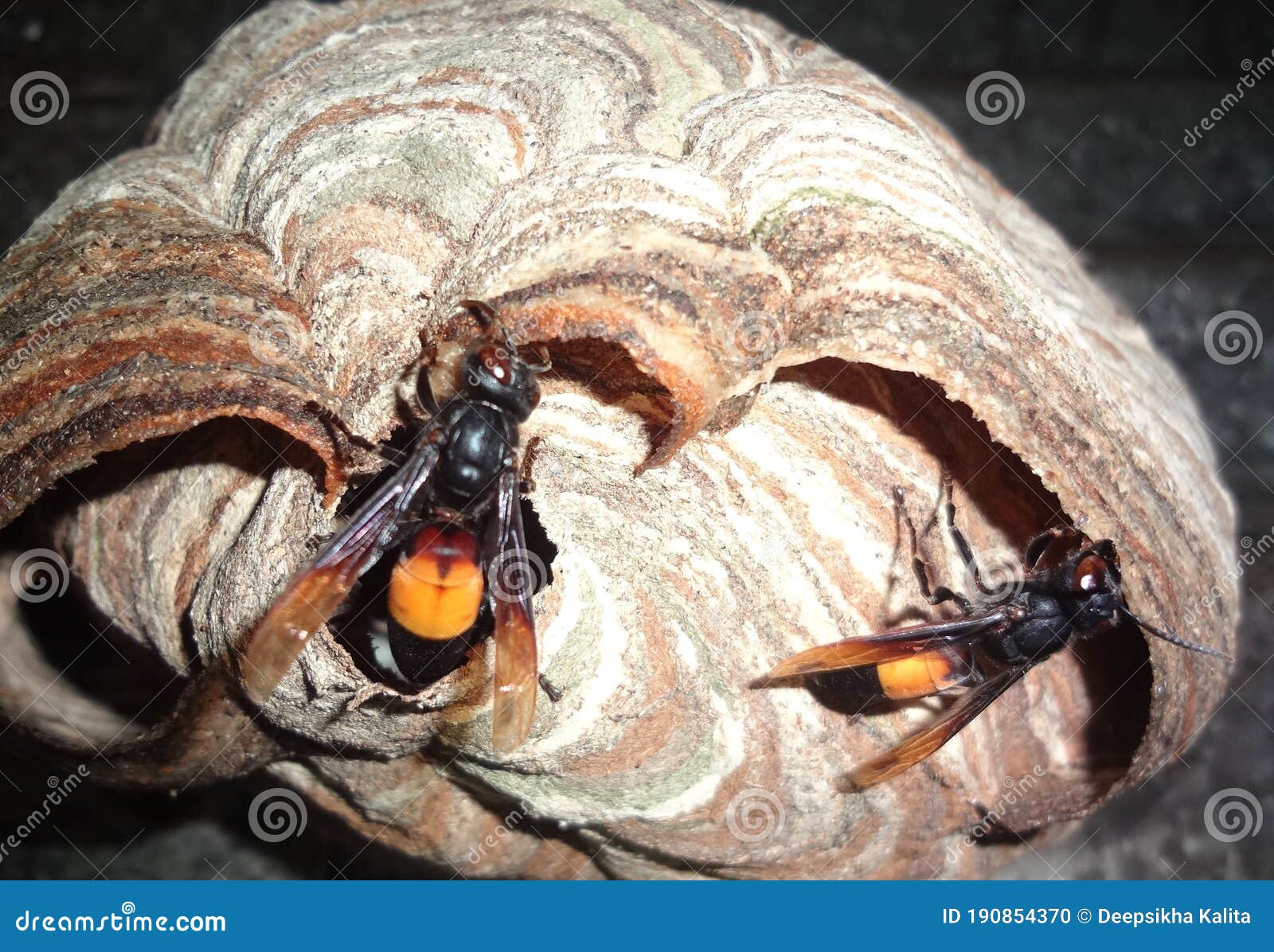 This is an insects nest.. stock photo. Image of nest - 190854370