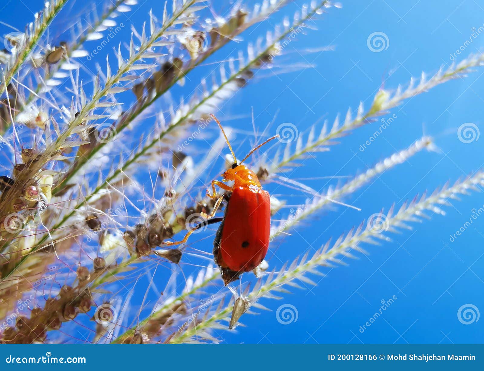 Insects and objects stock photo. Image of objects, insects - 200128166