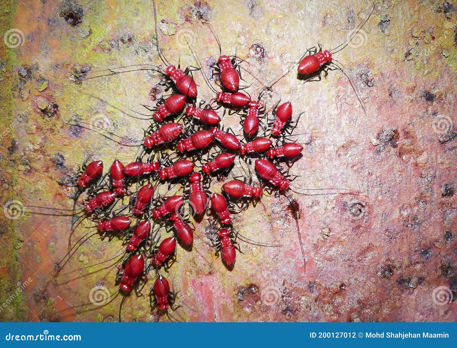 Insects and objects stock photo. Image of baby, objects - 200127012
