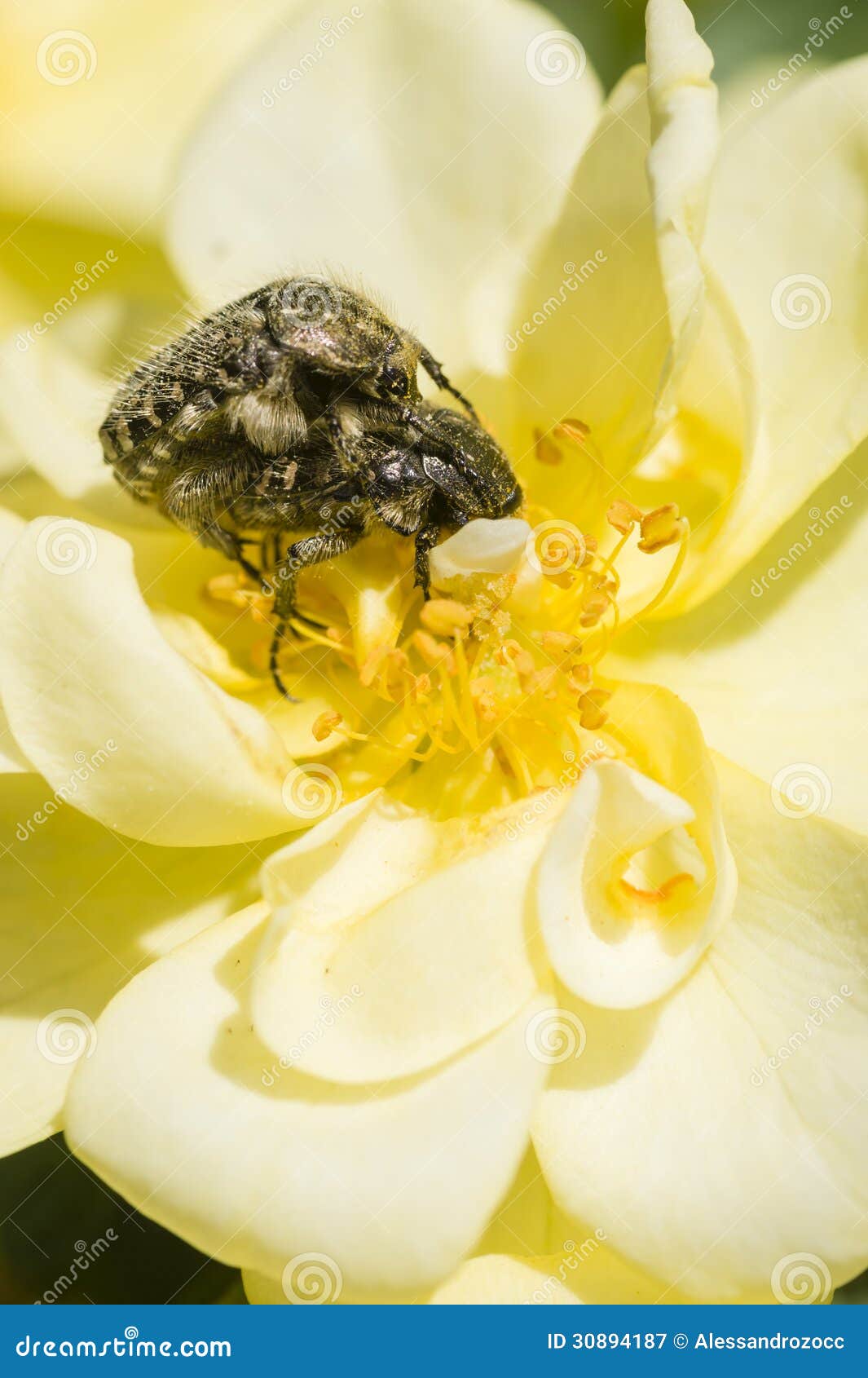 Insects and Ornamental Rose Stock Image - Image of bright, coleopteron ...