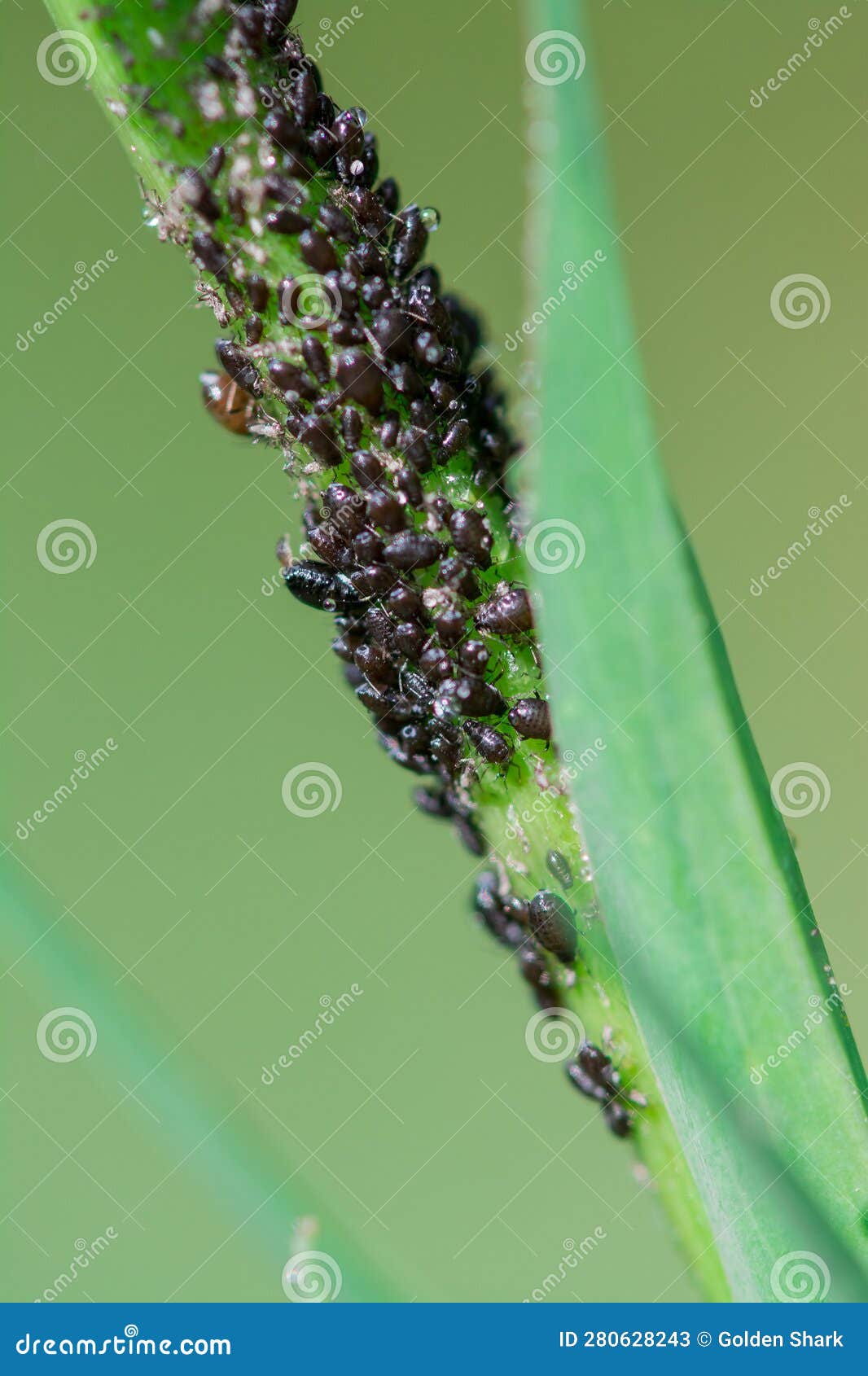 Insects Parasites of Aphids on Green Leaves Stock Image - Image of ...
