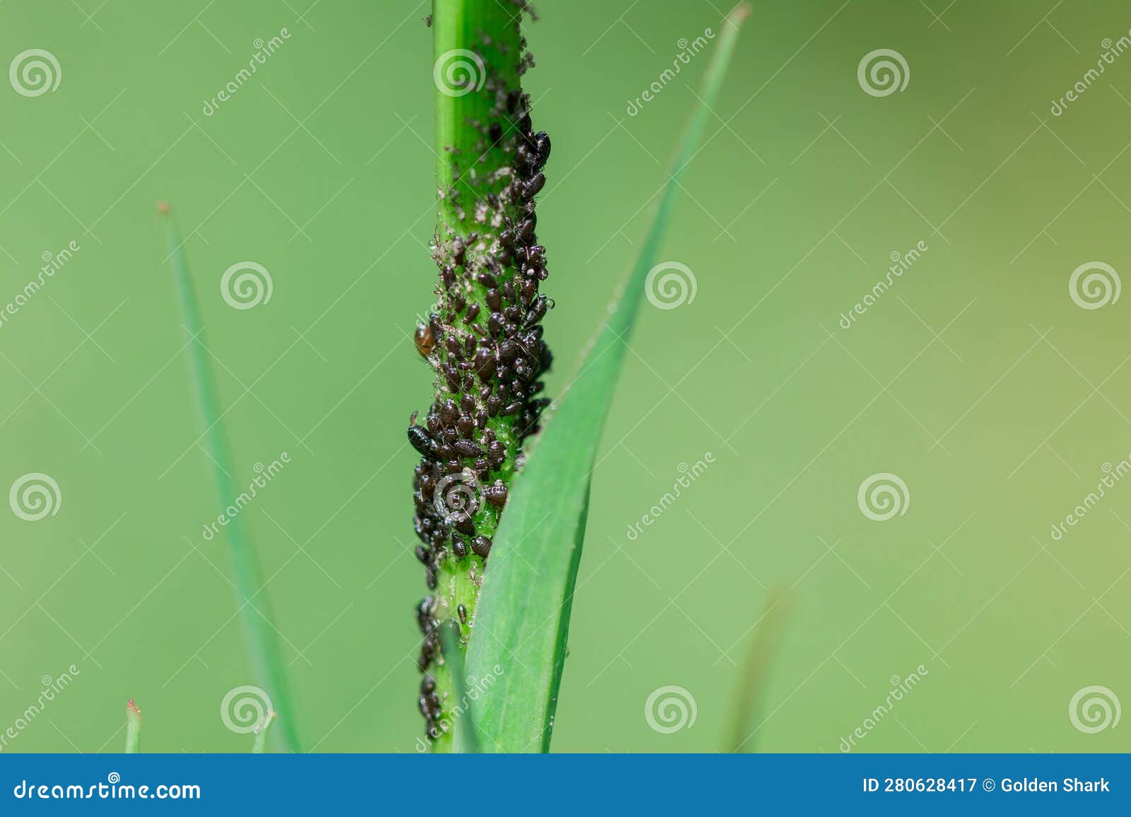 Insects Parasites of Aphids on Green Leaves Stock Image - Image of ...