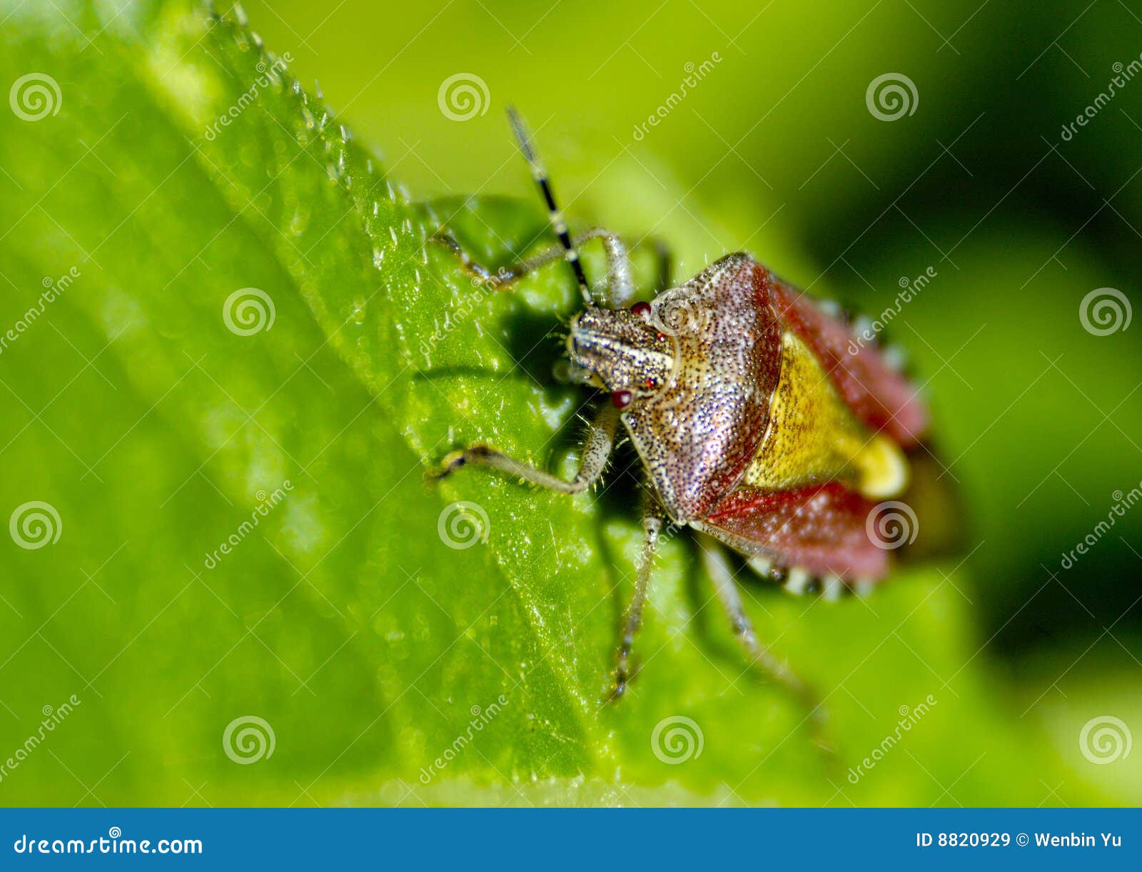 Insects, Pentatomidae Royalty-Free Stock Photography | CartoonDealer ...