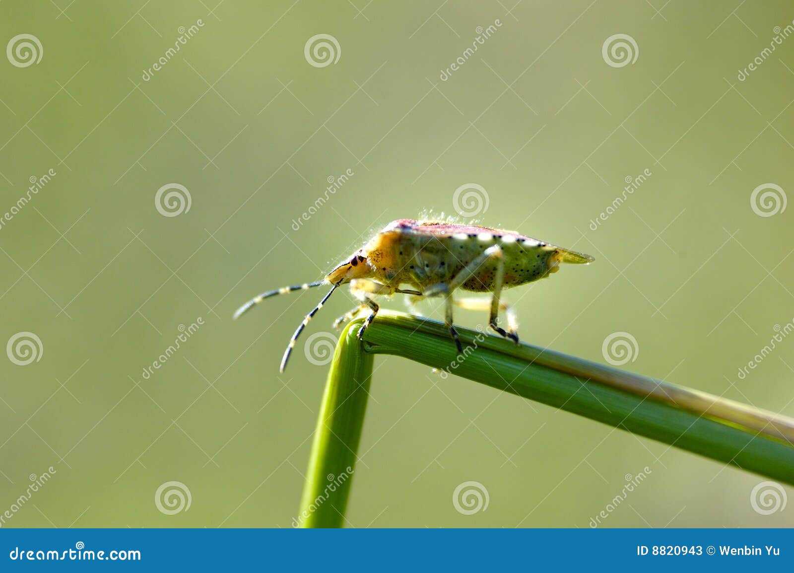 Insects, Pentatomidae Royalty-Free Stock Photography | CartoonDealer ...