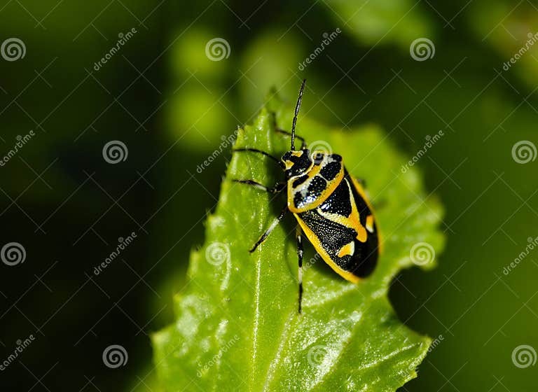 Insects, pentatomidae stock image. Image of grass, green - 9073229