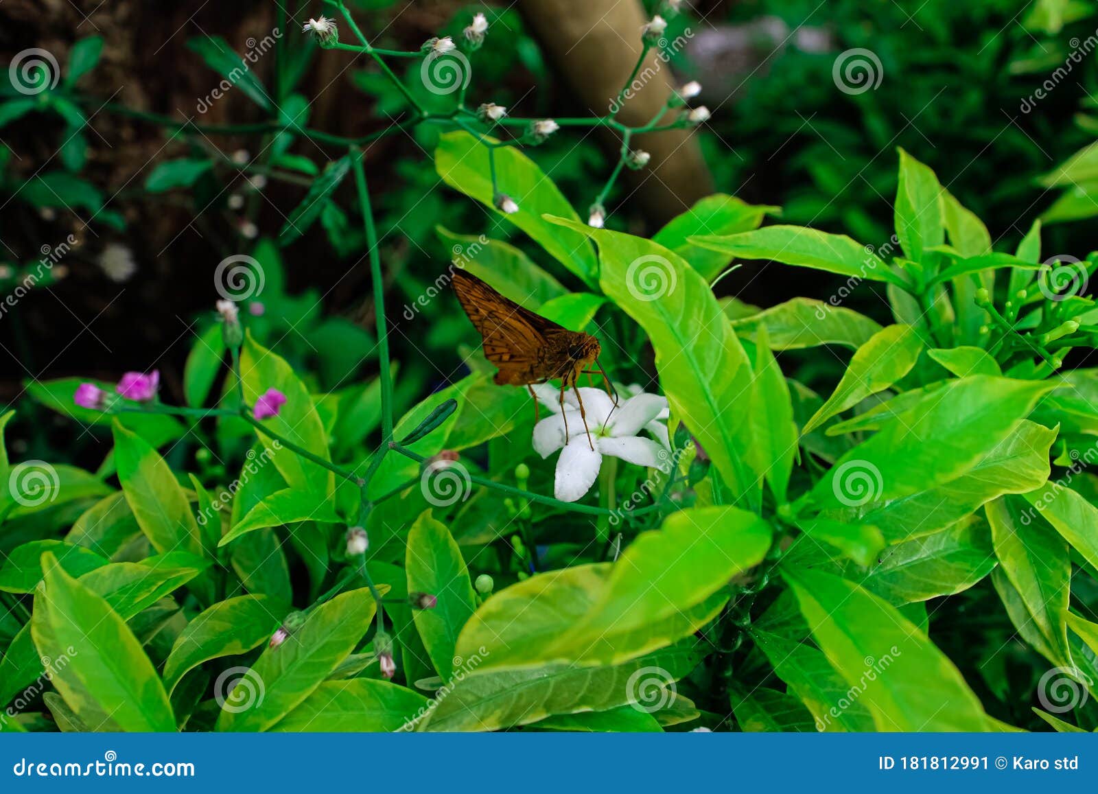 Insects Perch on Jasmine Flowers Stock Image - Image of boroco, insect ...
