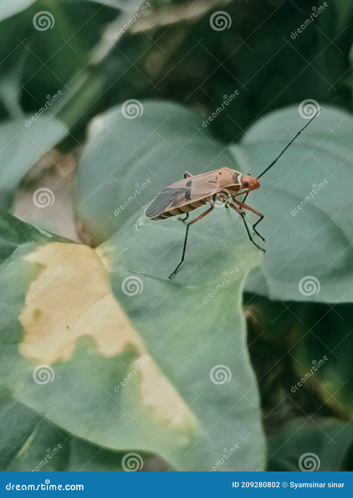 Insects Perch on Ornamental Plants so Cute Stock Photo - Image of ...