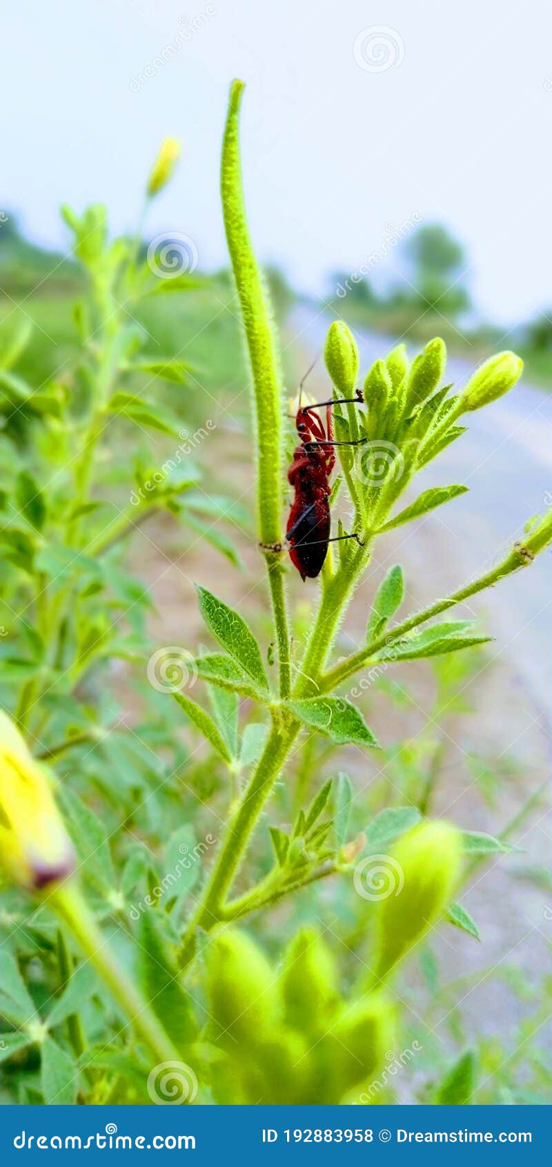 Insects on Plants, Green Tree Insects Stock Photo - Image of meadow ...