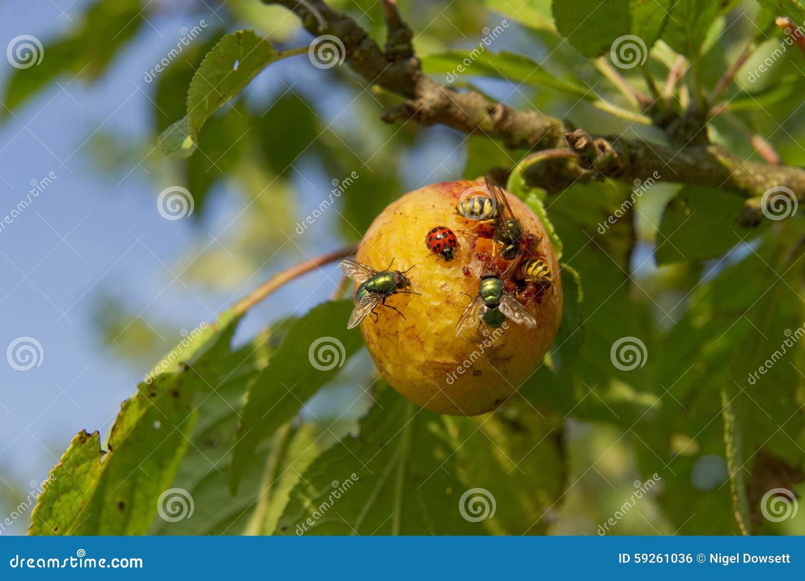 Insects on Plums and fruit stock photo. Image of vespidae - 59261036