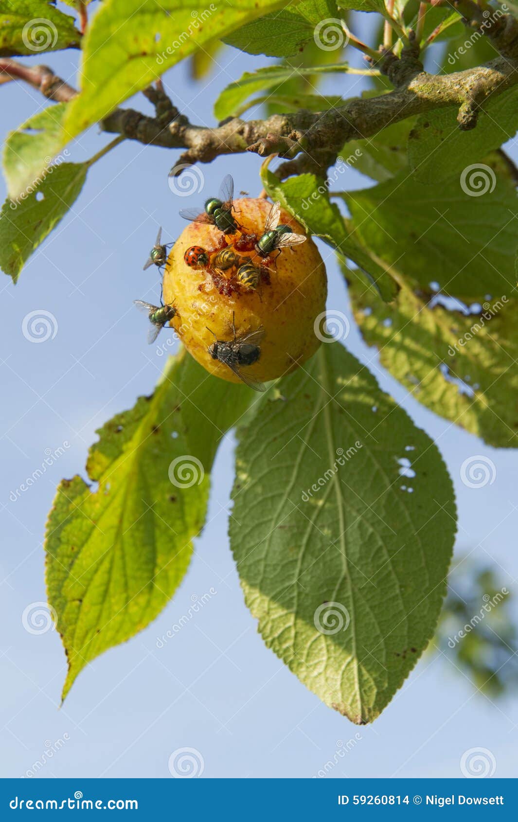Insects on Plums and leave stock photo. Image of vespidae - 59260814