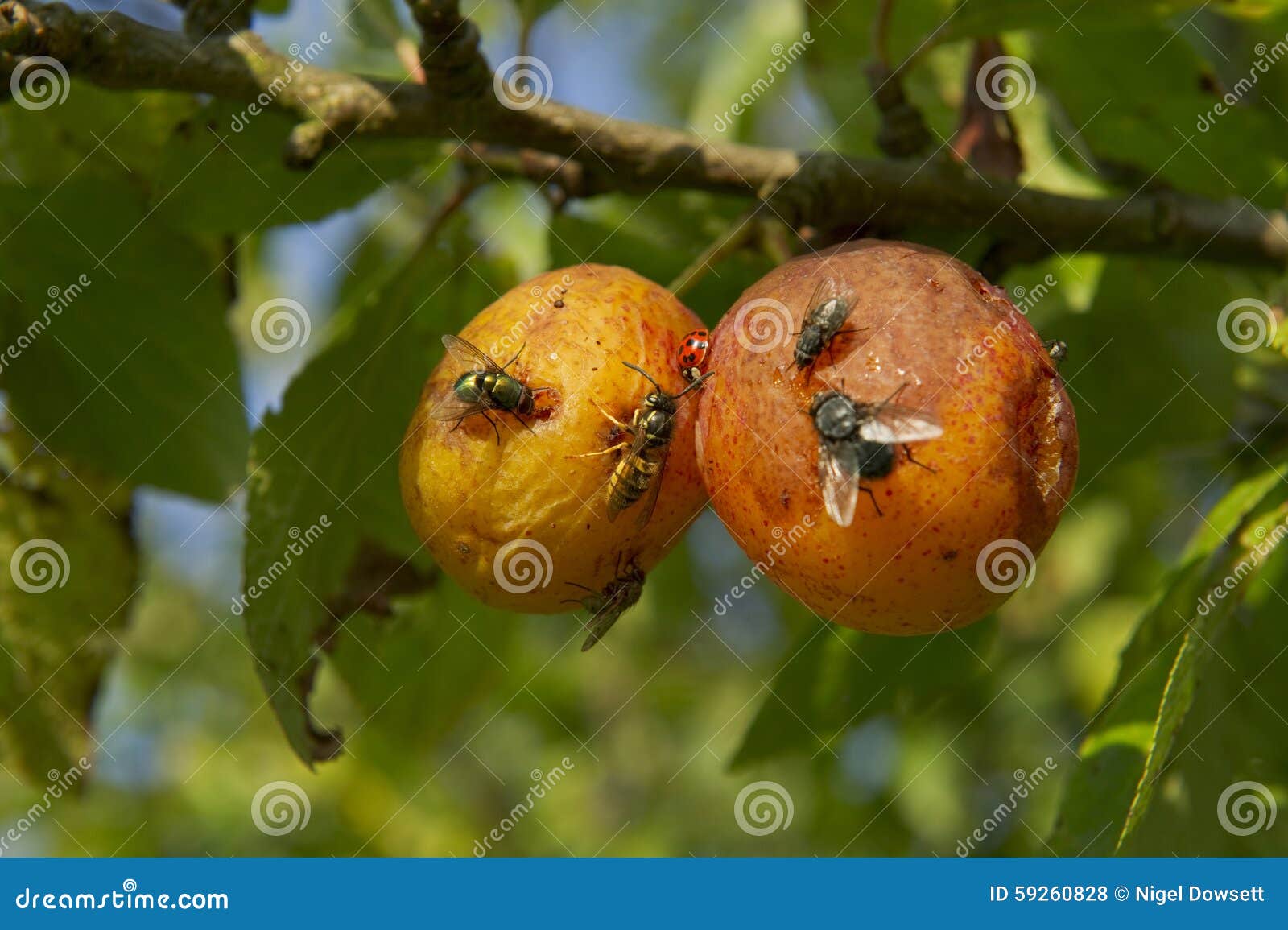 Insects on Plums and Rotting Stock Photo - Image of leaf, colour: 59260828