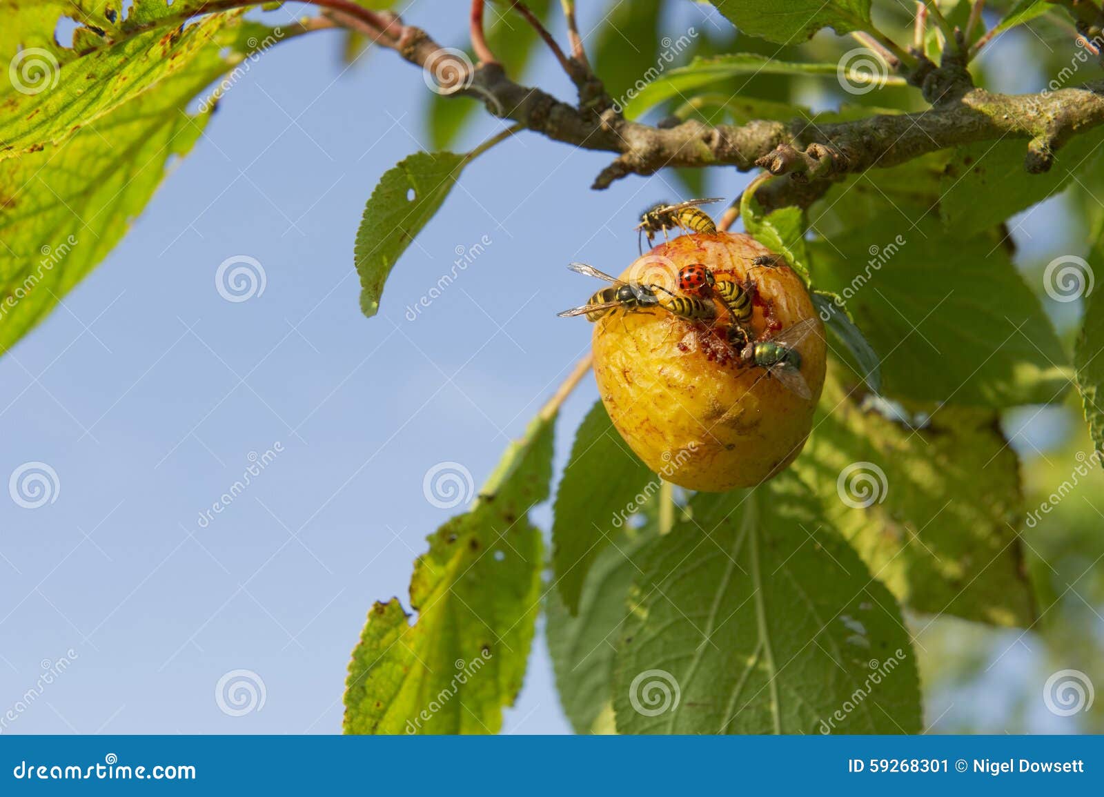 Insects on Plums stock image. Image of coccinellidae - 59268301