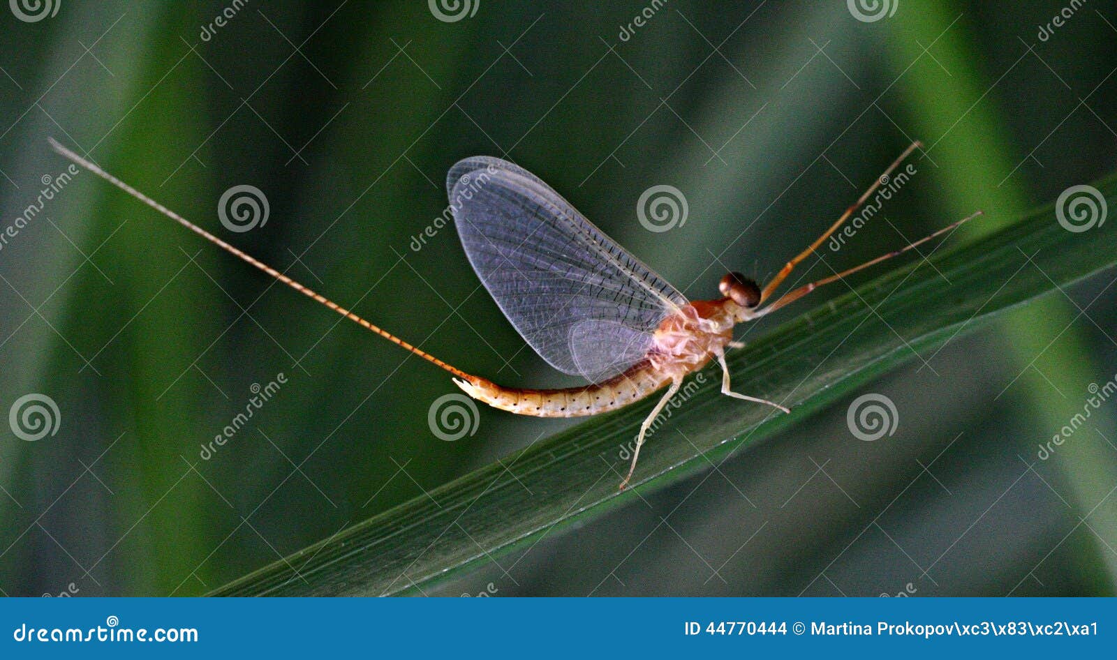 Insects stock photo. Image of insects, grass, stem, antennae - 44770444