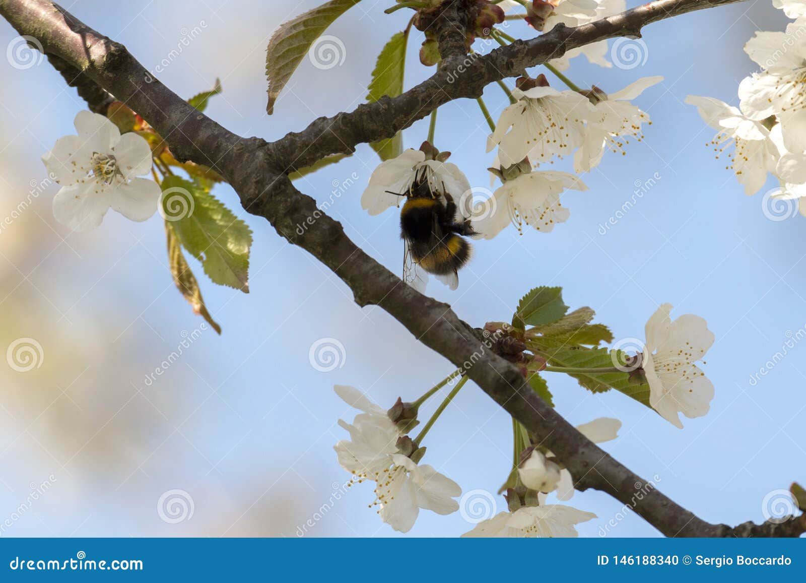 Insects that Pollinate a Cherry Tree in Bloom in Spring Stock Photo ...