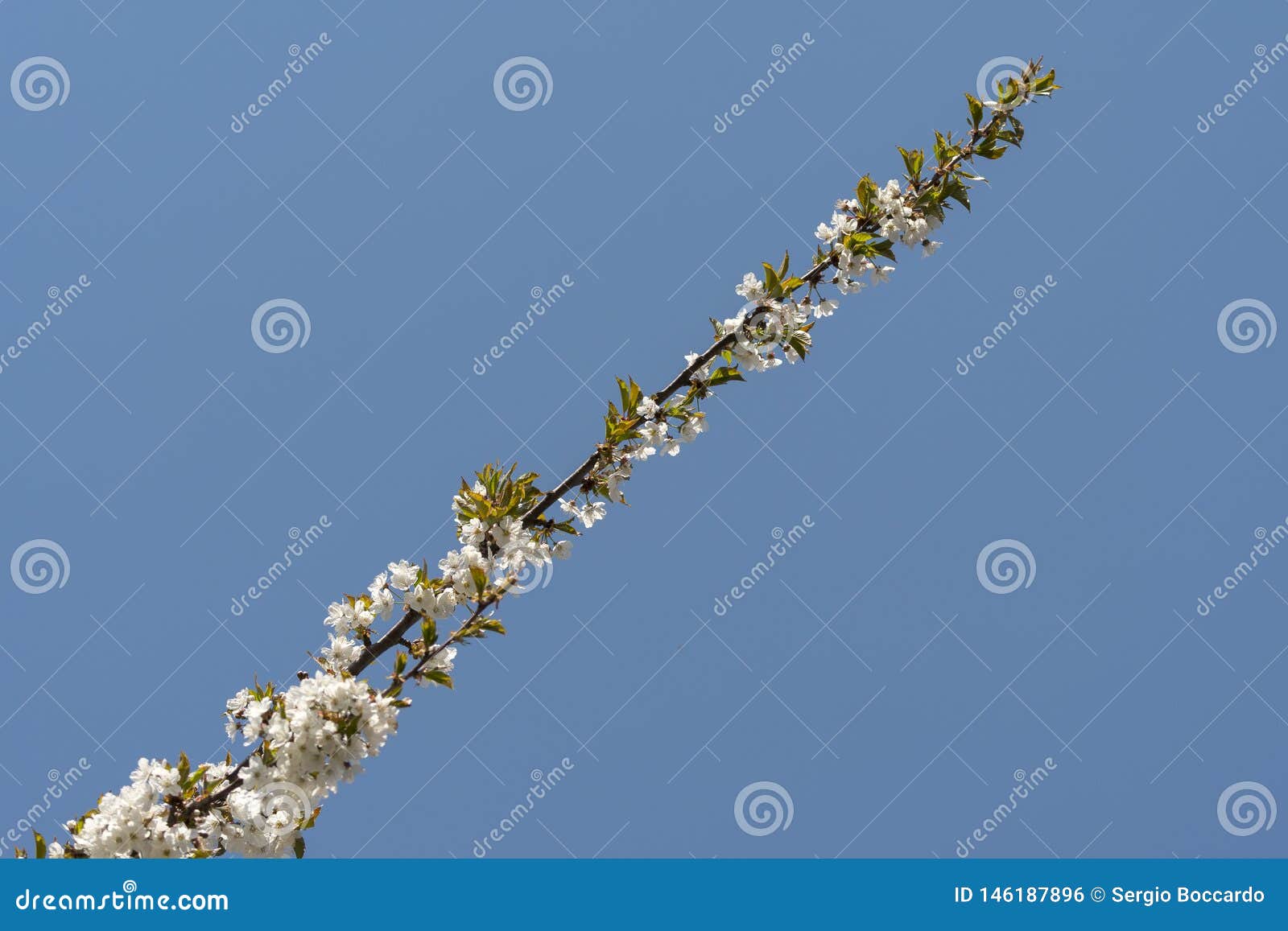 Insects that Pollinate a Cherry Tree in Bloom in Spring Stock Photo ...