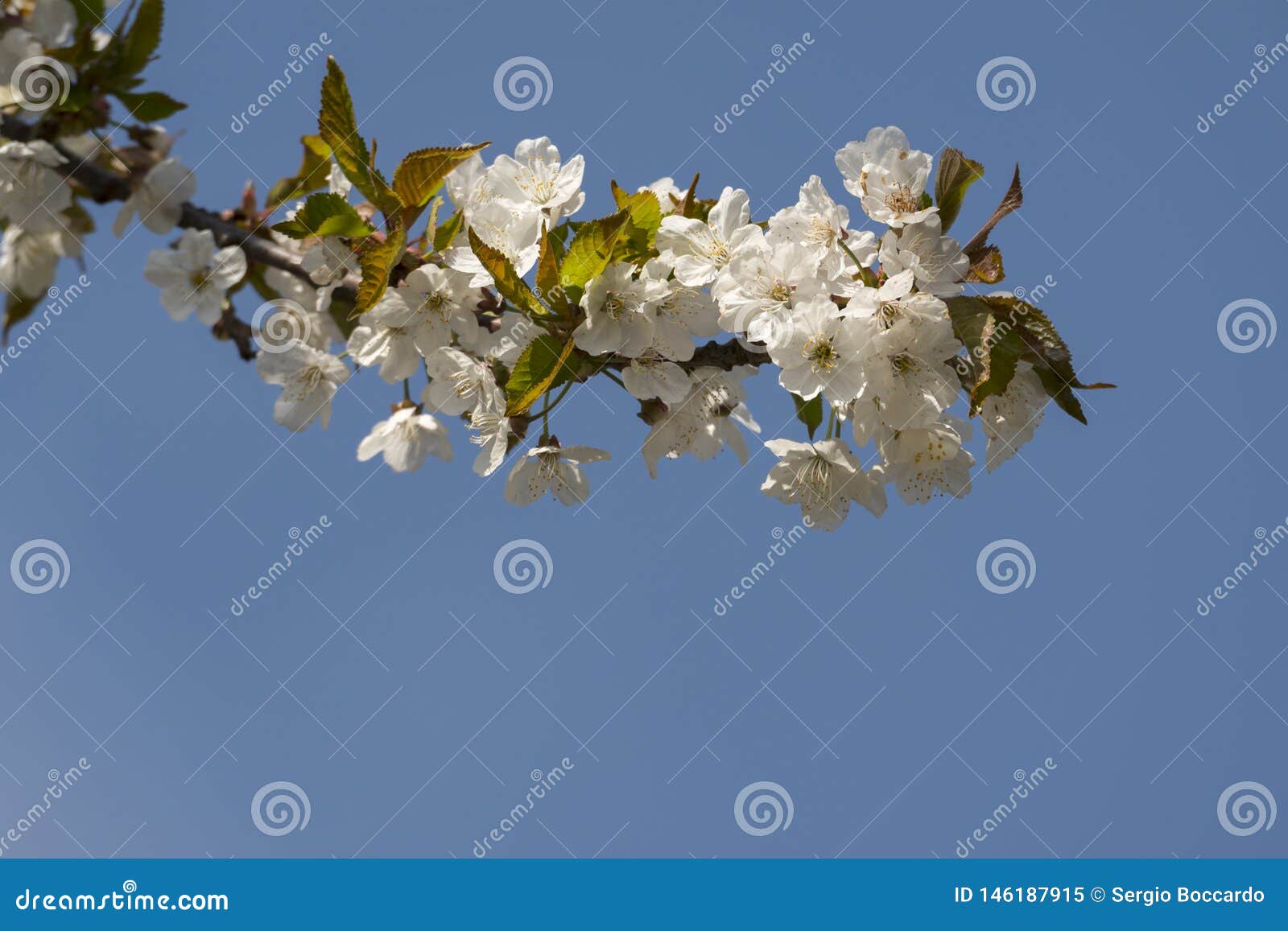 Insects that Pollinate a Cherry Tree in Bloom in Spring Stock Image ...