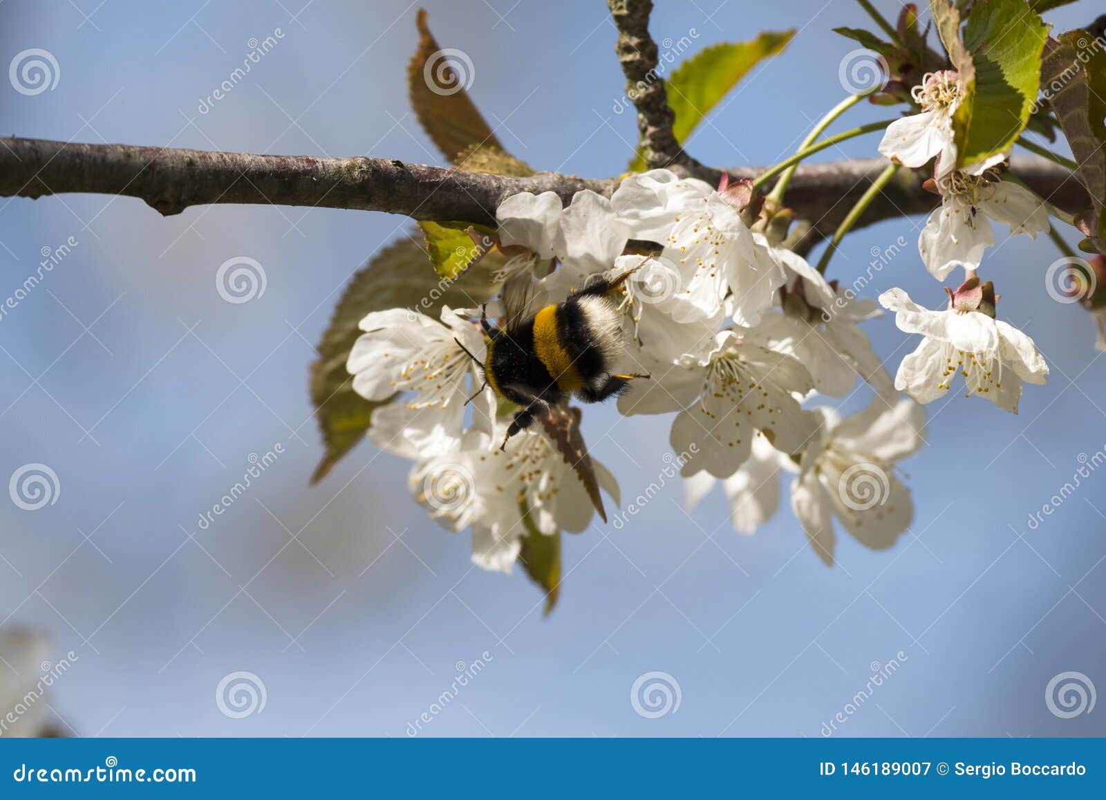 Insects that Pollinate a Cherry Tree in Bloom in Spring Stock Image ...
