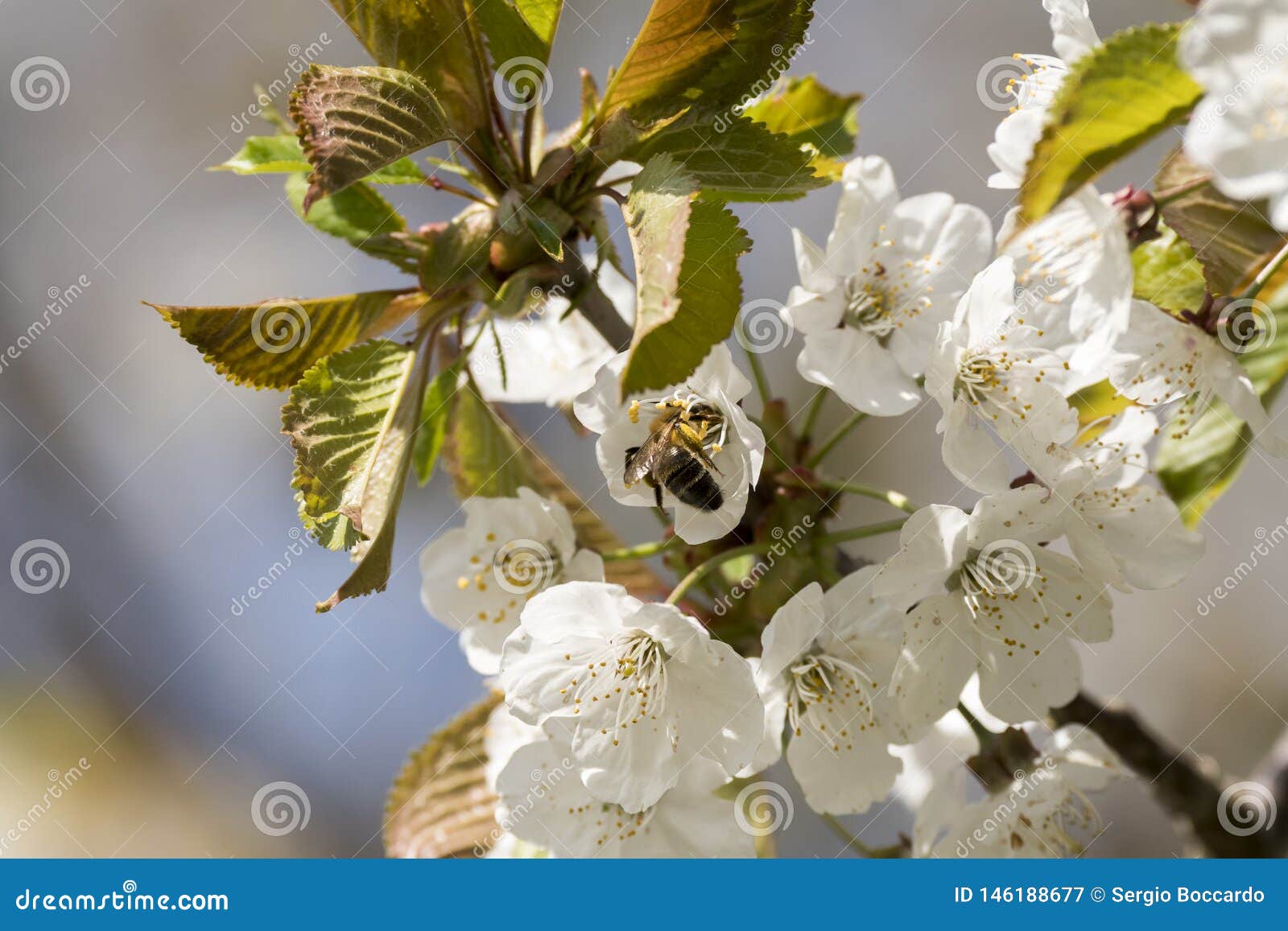 Insects that Pollinate a Cherry Tree in Bloom in Spring Stock Image ...