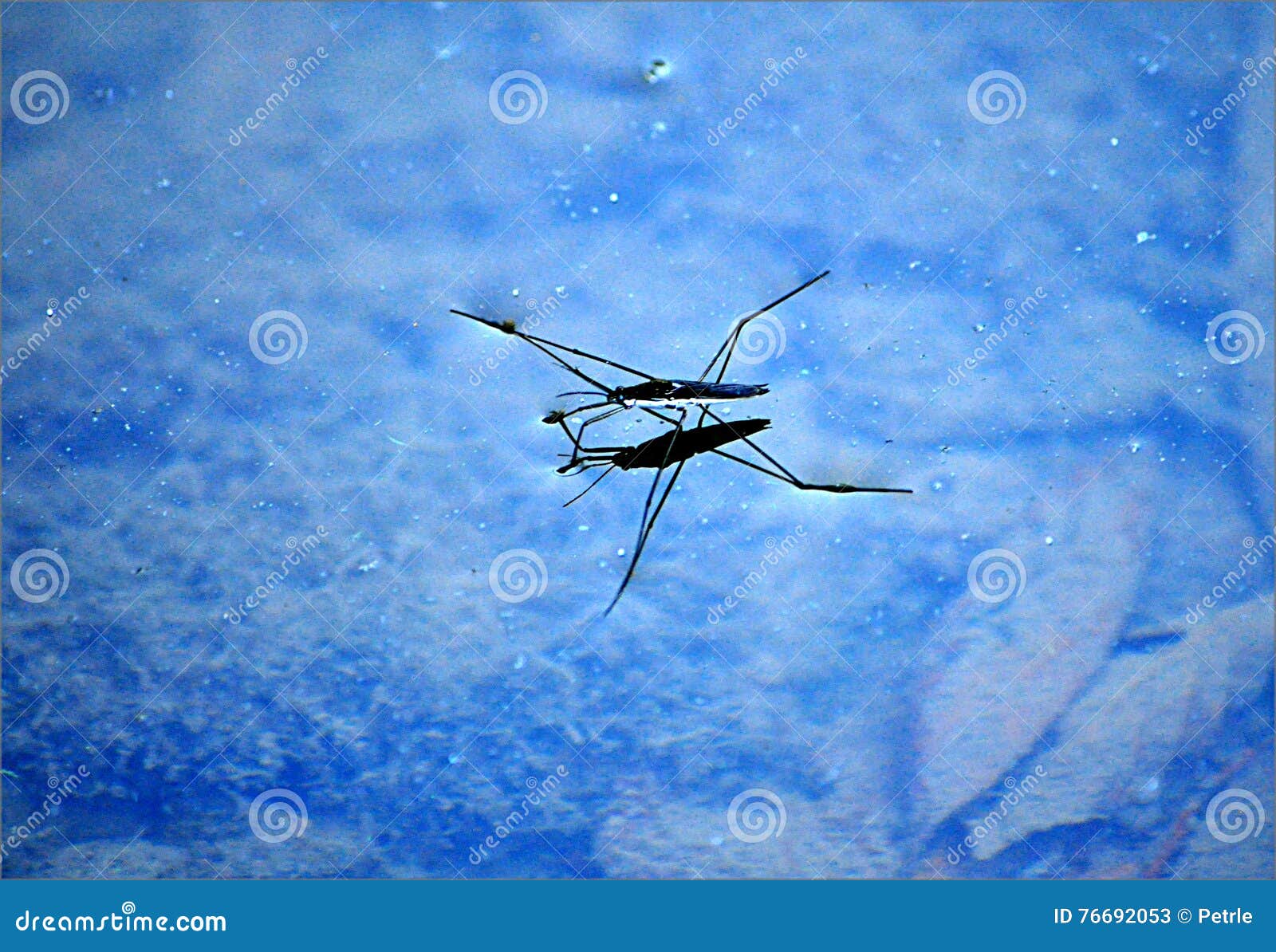 Insects on pond stock image. Image of ecology, head, live - 76692053