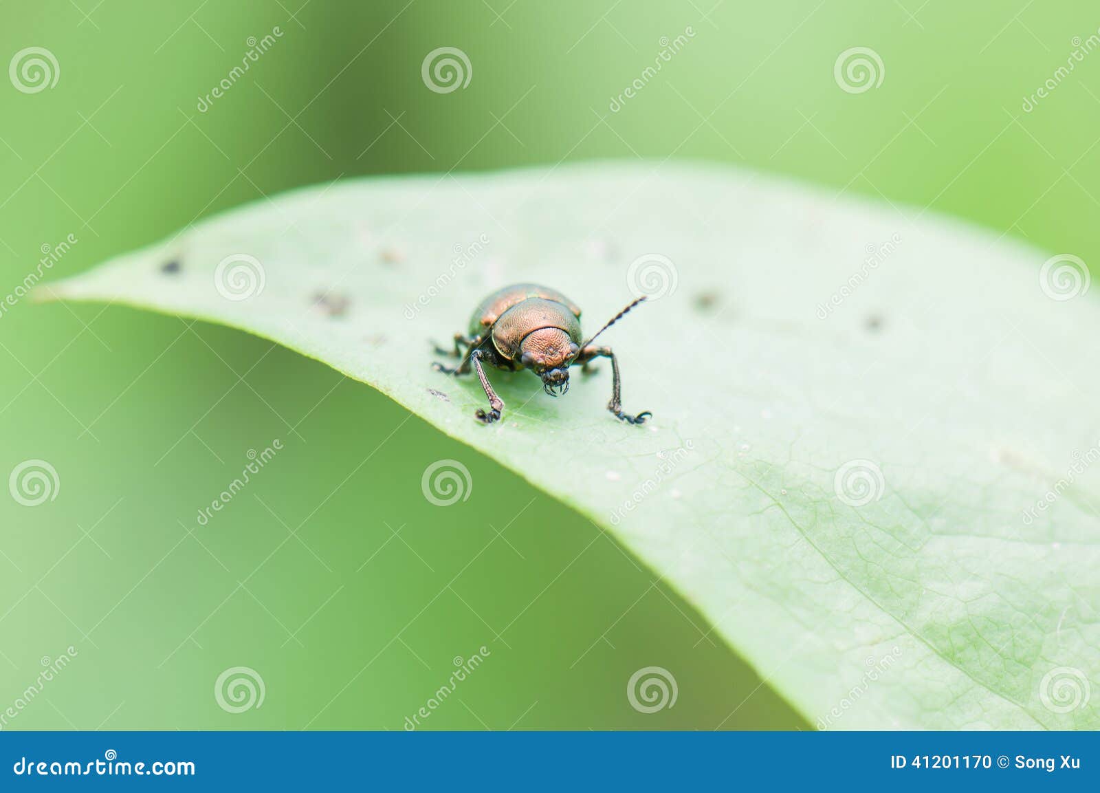 Insects stock photo. Image of natural, field, enjoy, environmental ...