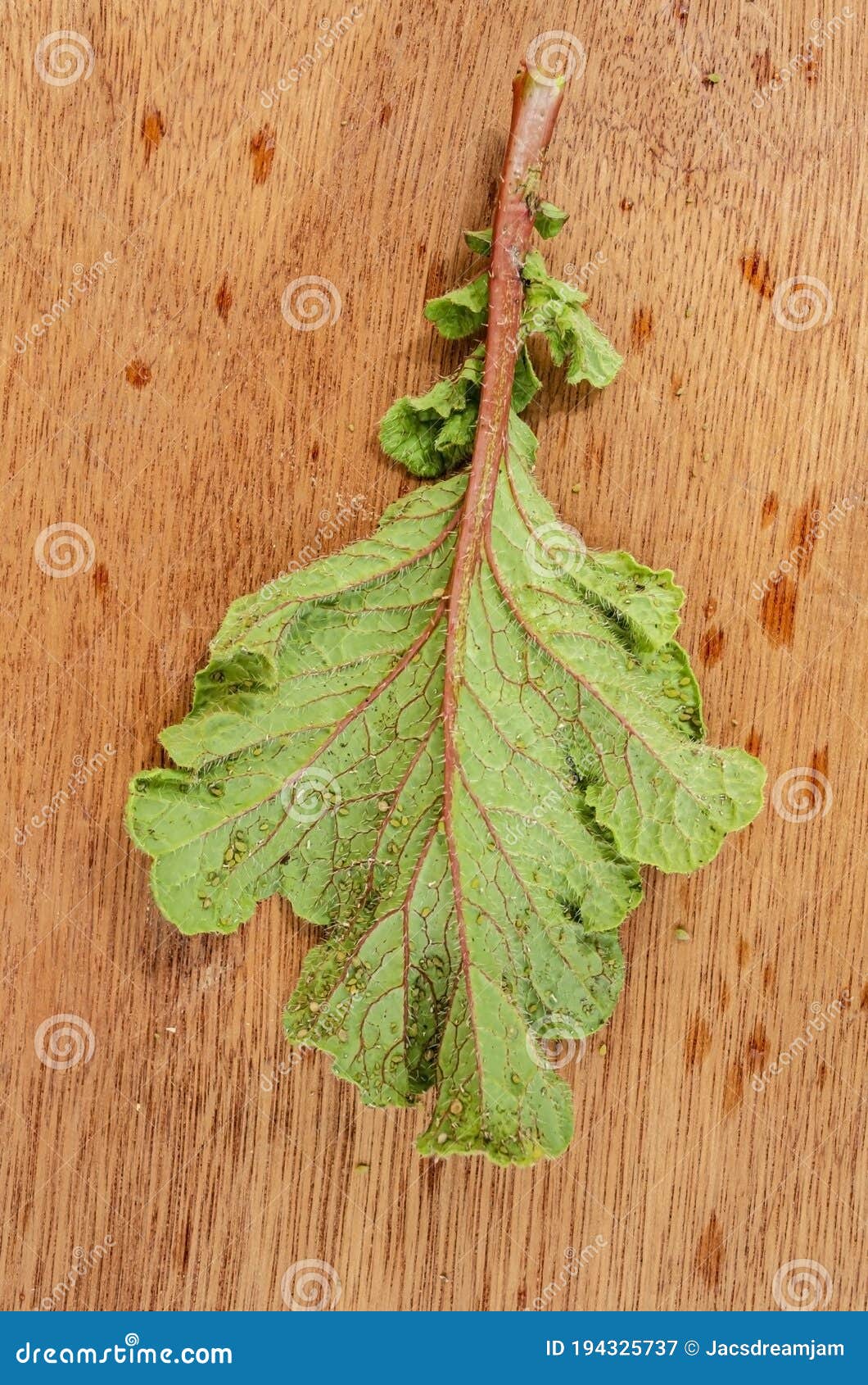 Insects on Radish Leaf stock image. Image of frilled - 194325737