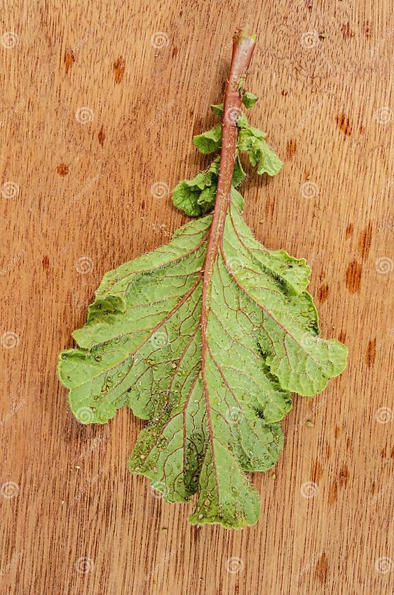 Insects on Radish Leaf stock image. Image of frilled - 194325737