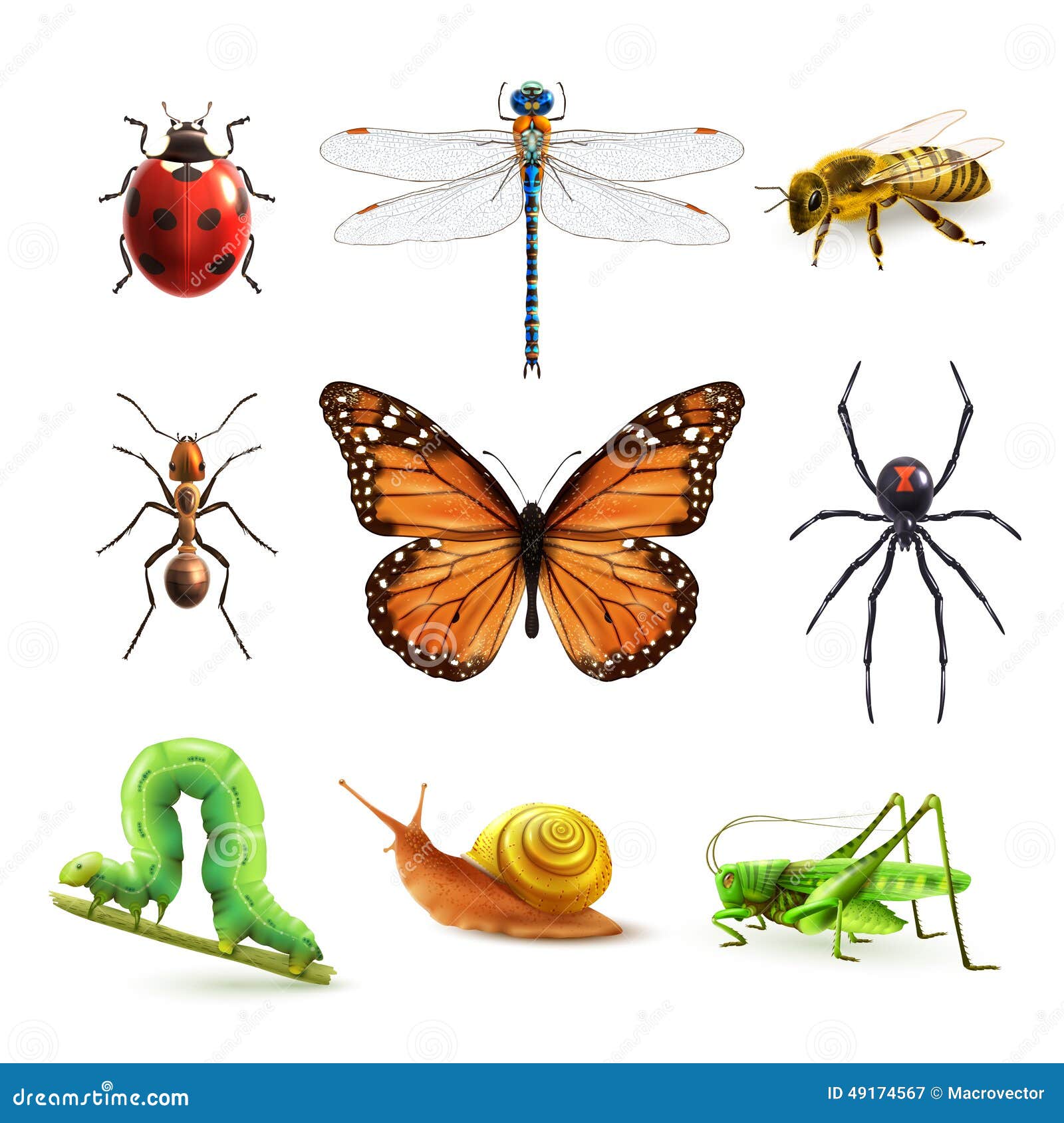 Insects realistic set stock vector. Illustration of green - 49174567