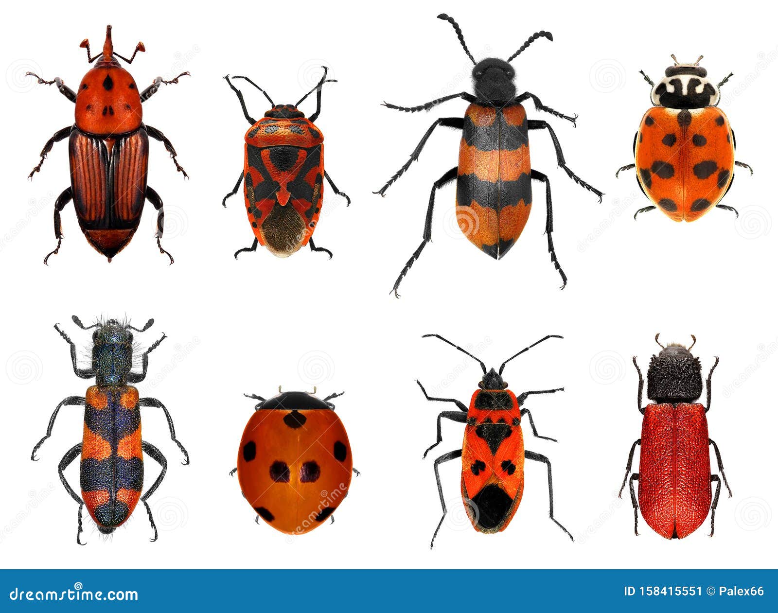 Insects red collection stock image. Image of ladybug - 158415551