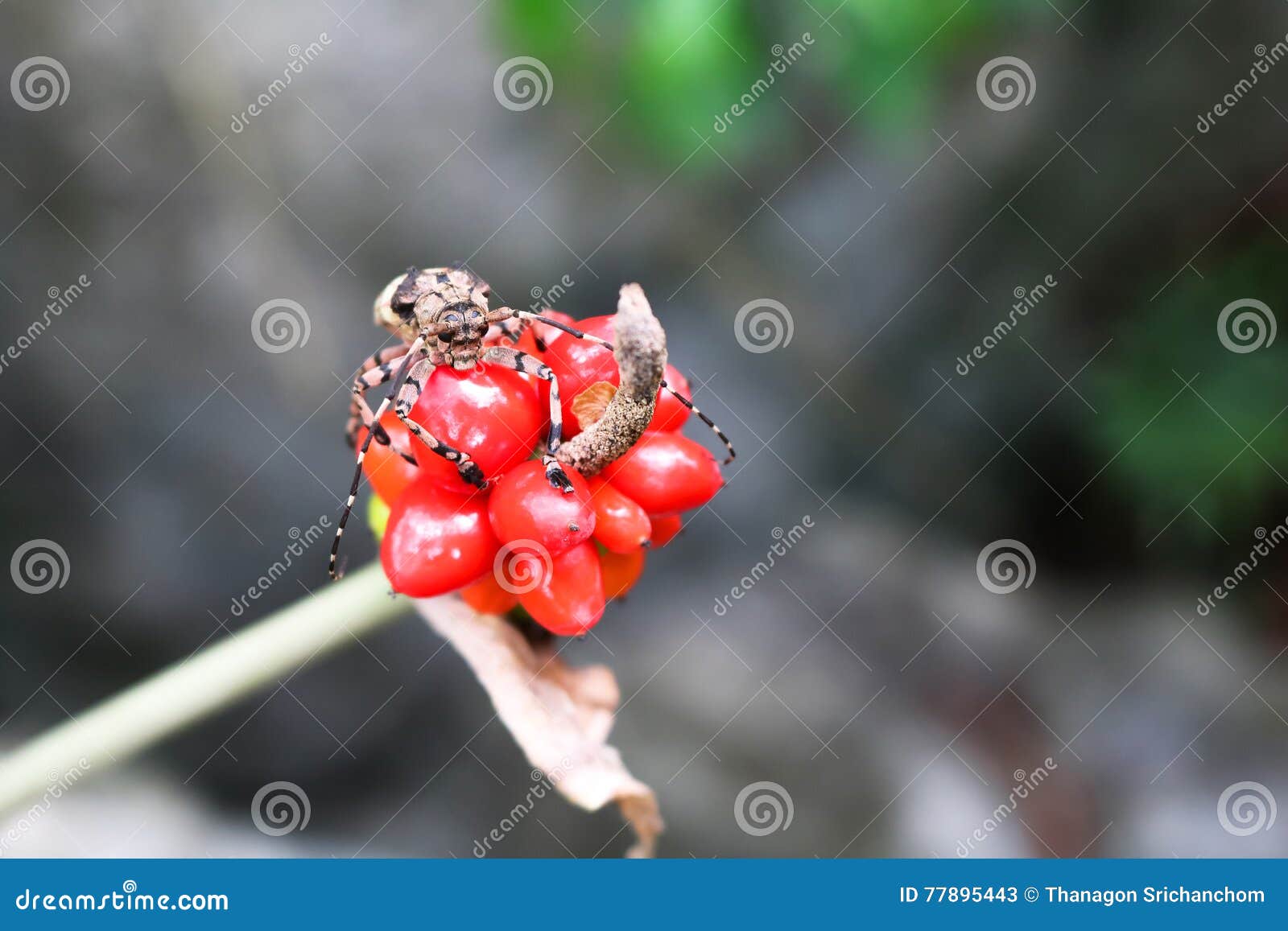 The Insects on the Red Seeds. Stock Image - Image of garden, konjac ...