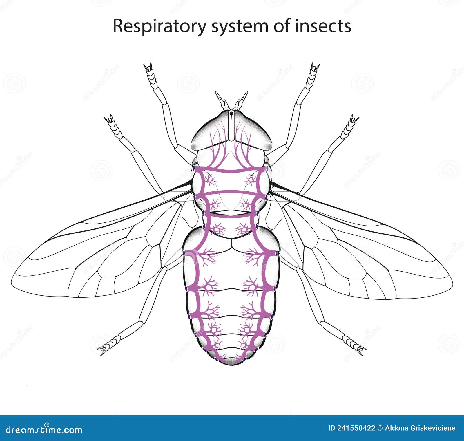 Respiratory System of Insects Stock Illustration - Illustration of ...