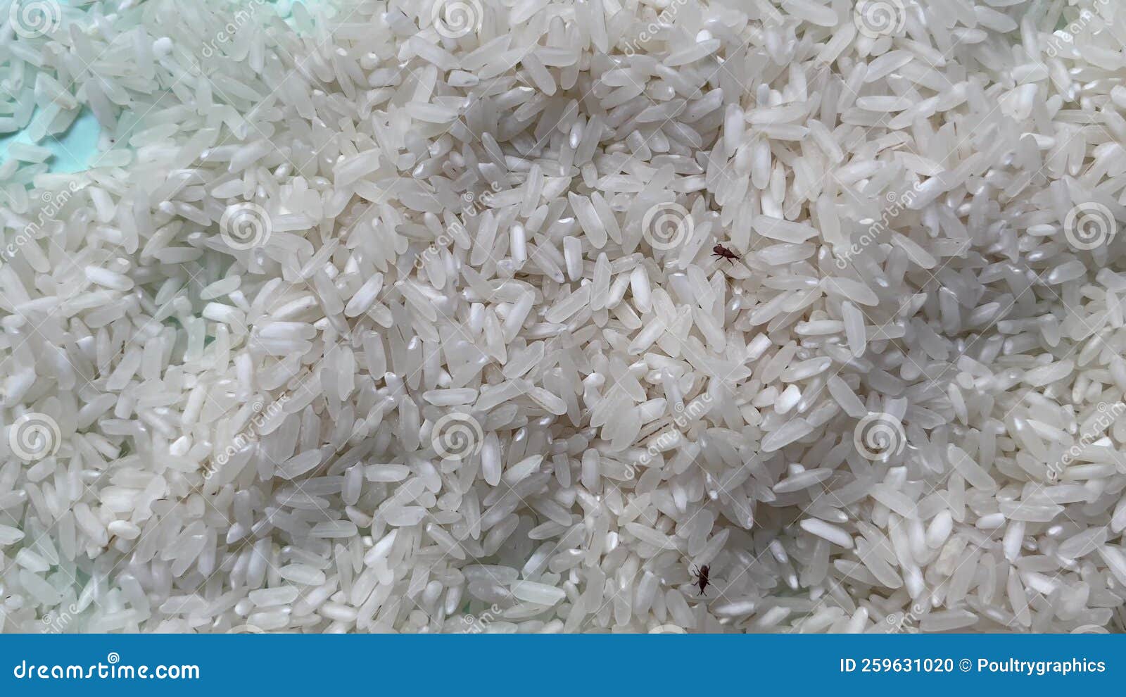 Insects in Rice, Sitophilus Oryzae. How To Get Rid of Rice Weevils ... Insects in Rice, Sitophilus Oryzae. How To Get Rid of Rice Weevils ...