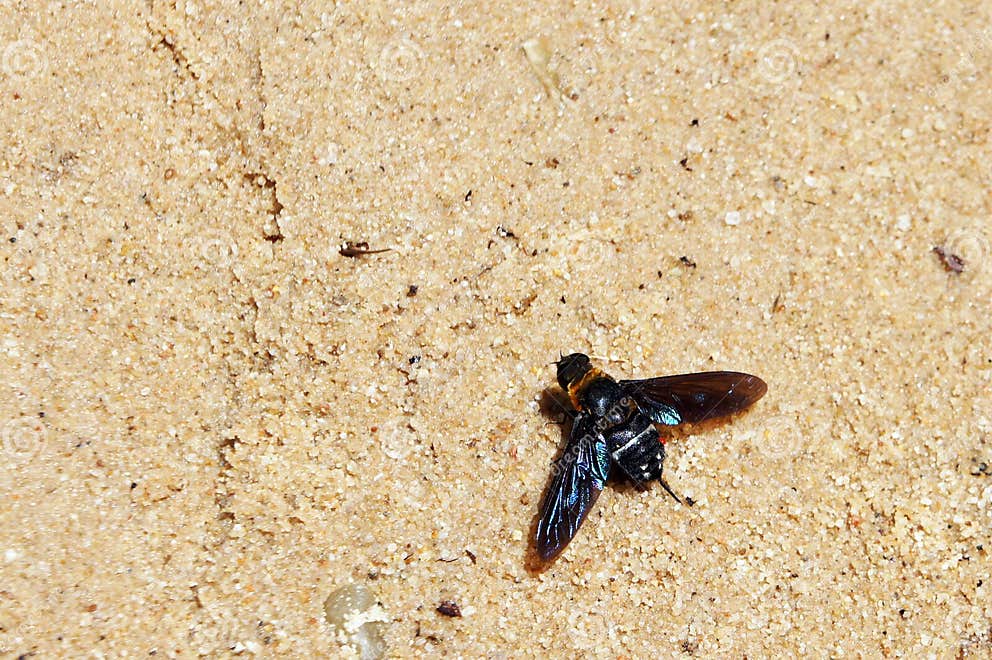 Insects on sand stock photo. Image of species, insect - 26557204