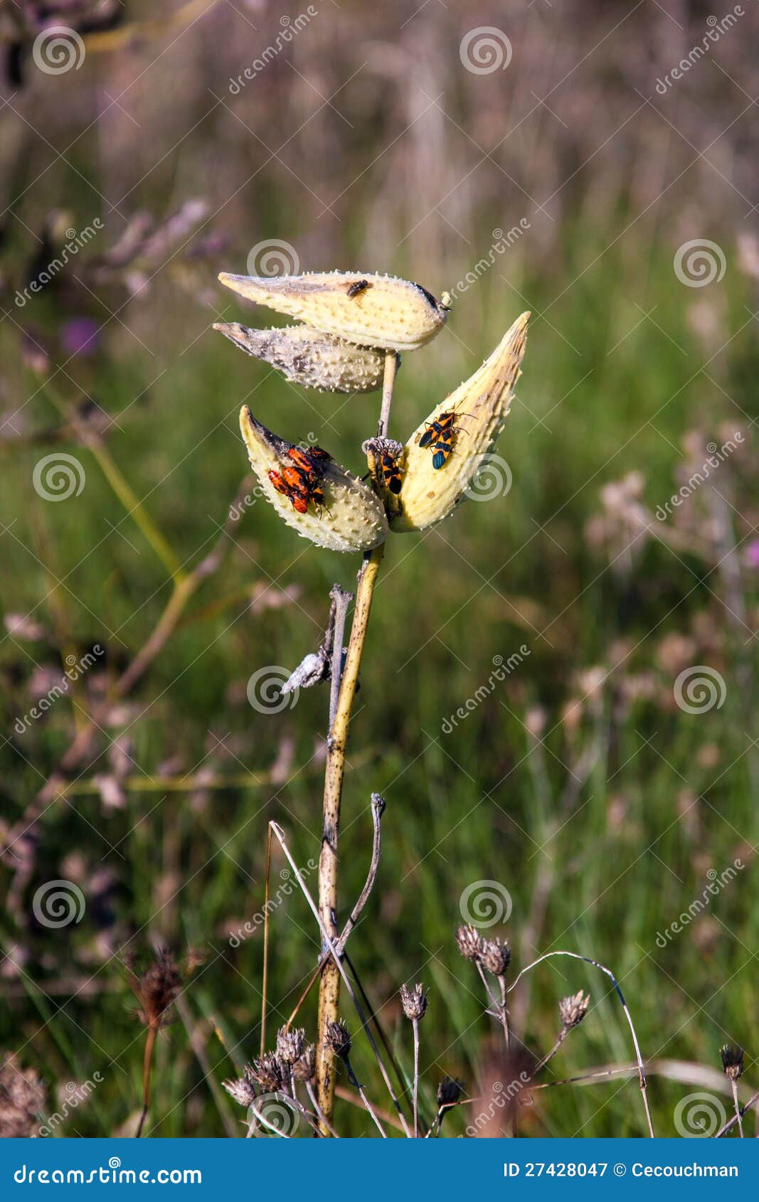Insects on Seed Pods stock image. Image of virginia, stems - 27428047