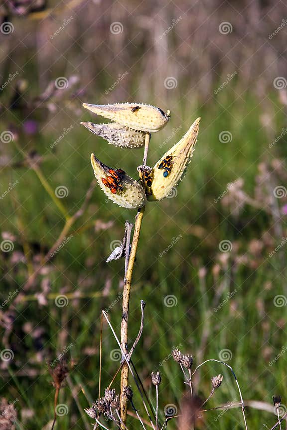 Insects on Seed Pods stock image. Image of virginia, stems - 27428047