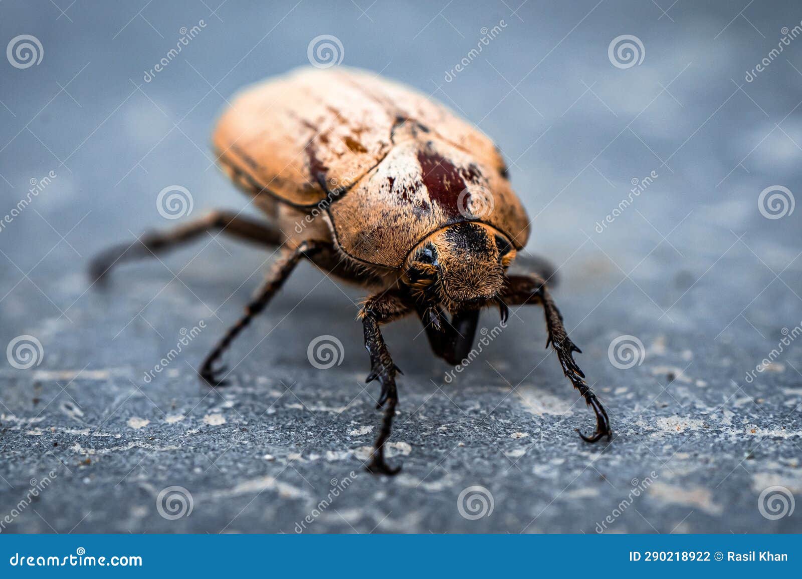 Insects Selective Focused Ants Killing, Life on Earth Micro Photography ...