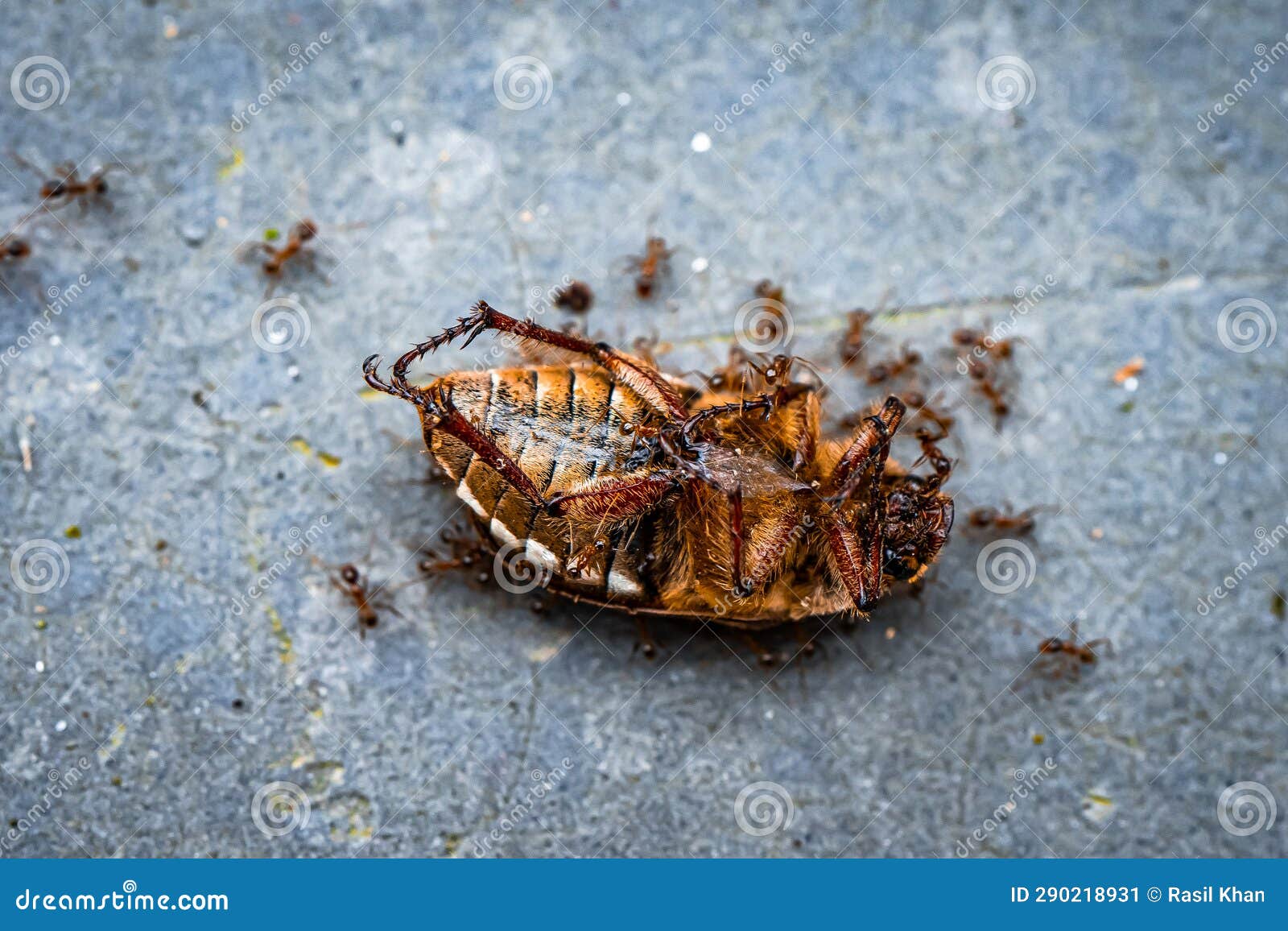 Insects Selective Focused Ants Killing, Life on Earth Micro Photography ...