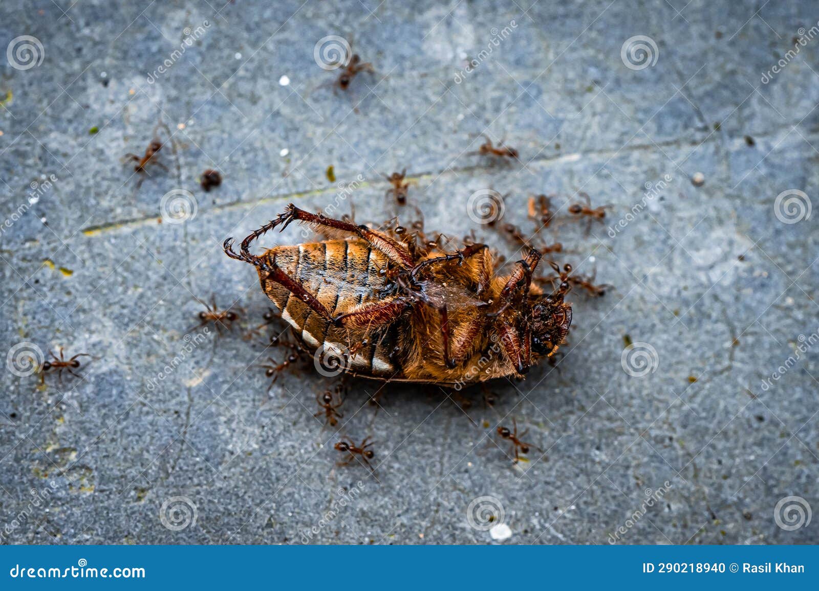 Red Ants Killing Big Insect On The Sand. Deadly Nature In Geography ...