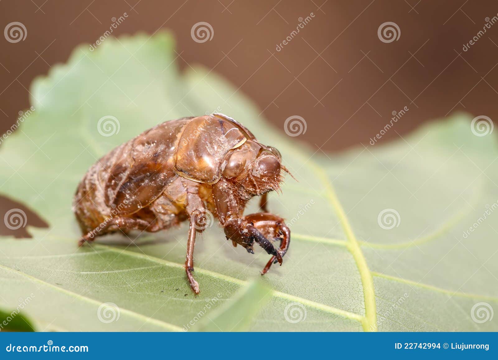 Insects shell stock photo. Image of skin, range, details - 22742994