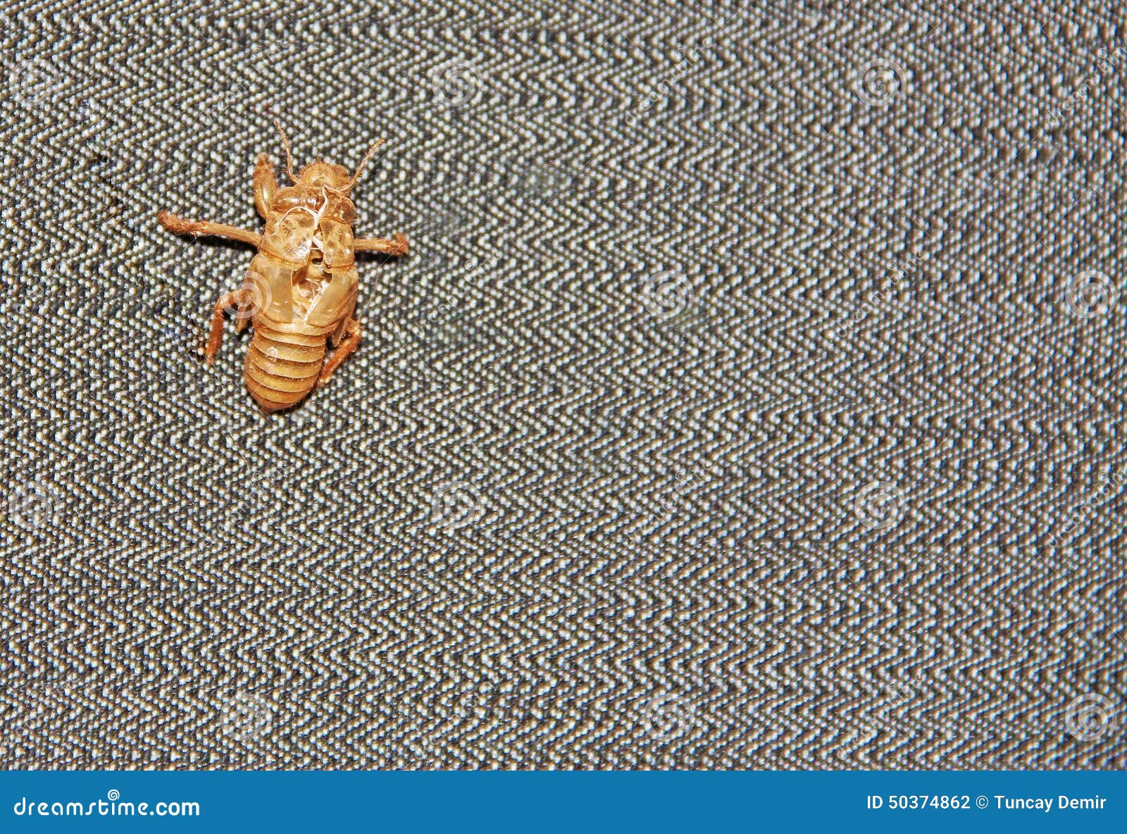 Insects shell stock photo. Image of vivid, features, still - 50374862