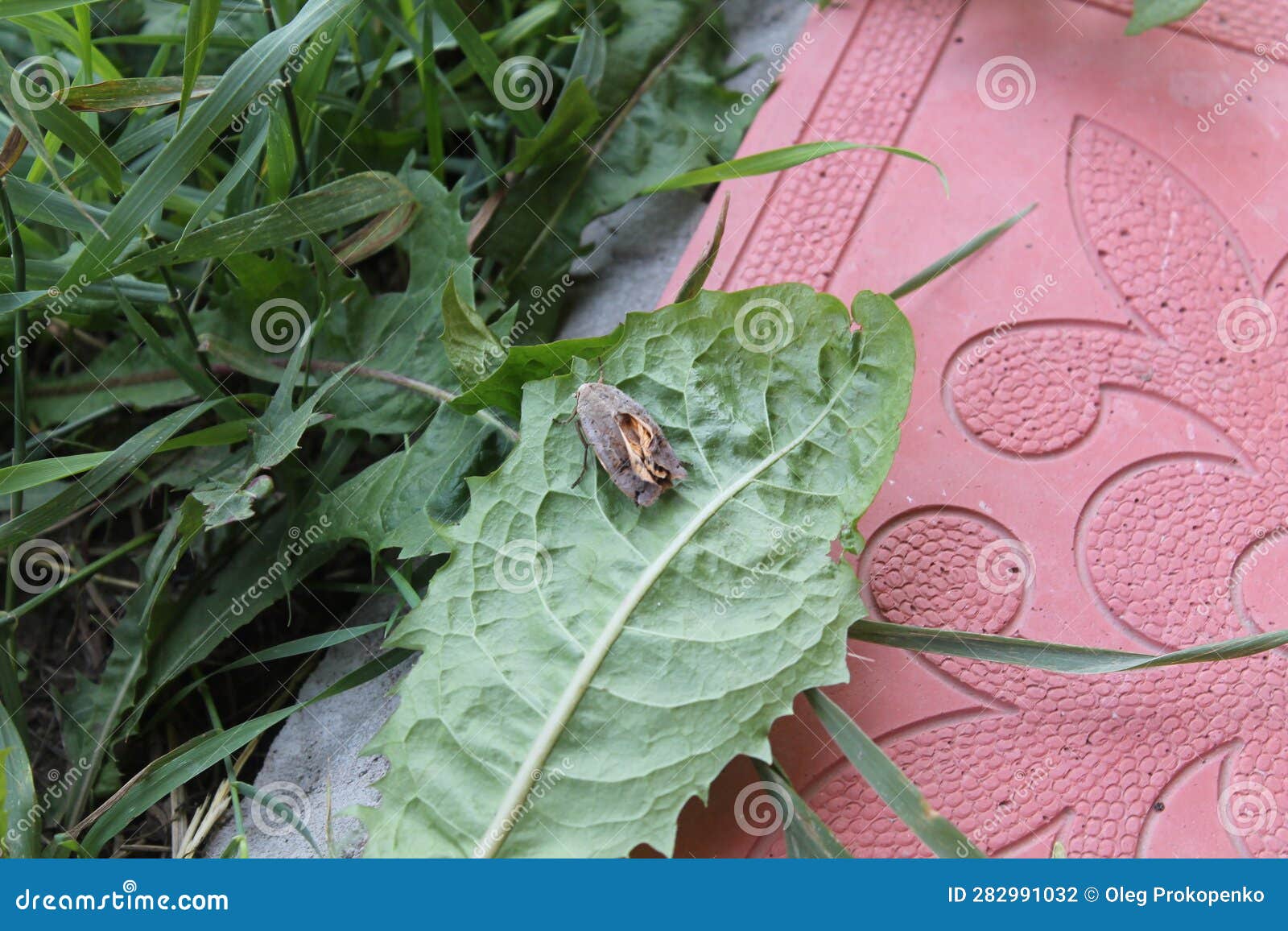 Insects Sit on the Leaves of Plants Stock Photo - Image of environment ...