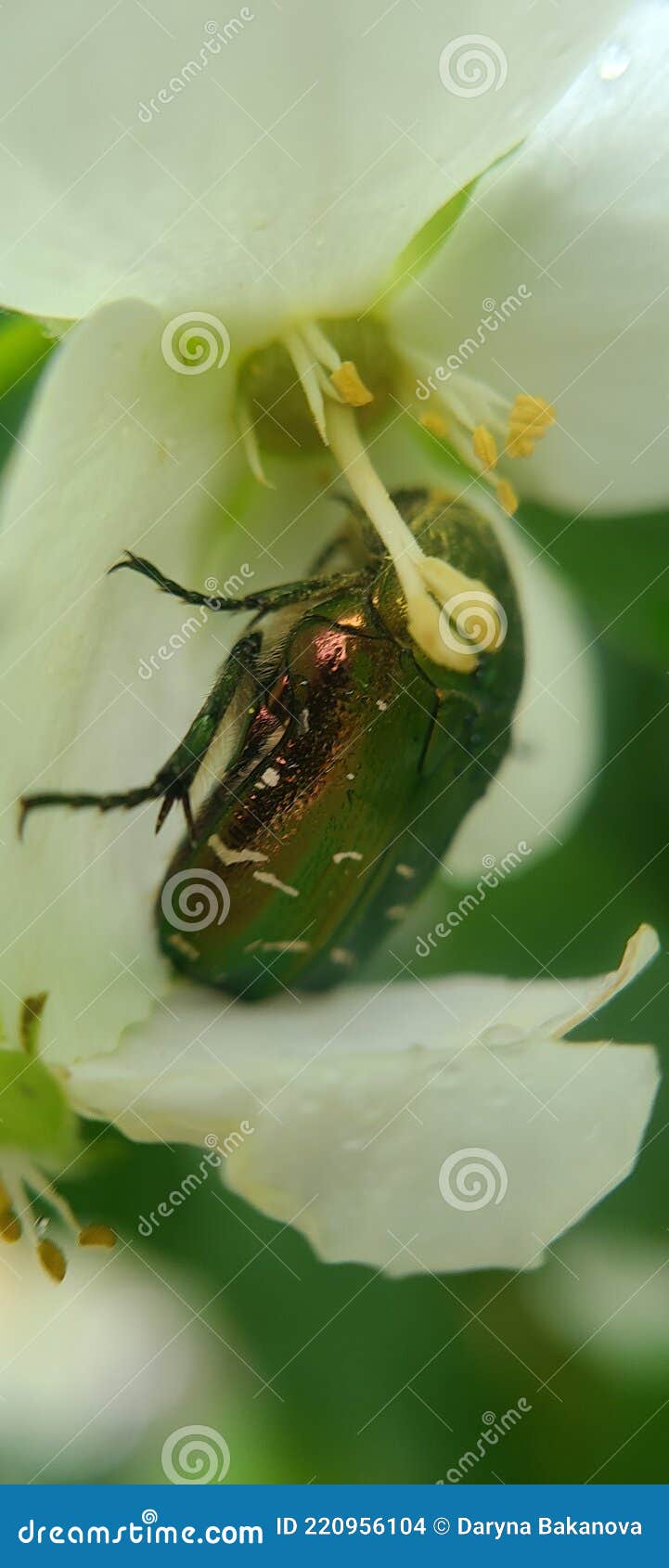 Insects sleeping time stock photo. Image of insect, animal - 220956104