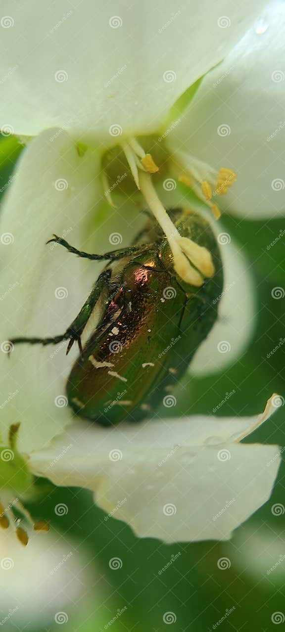 Insects sleeping time stock photo. Image of insect, animal - 220956104