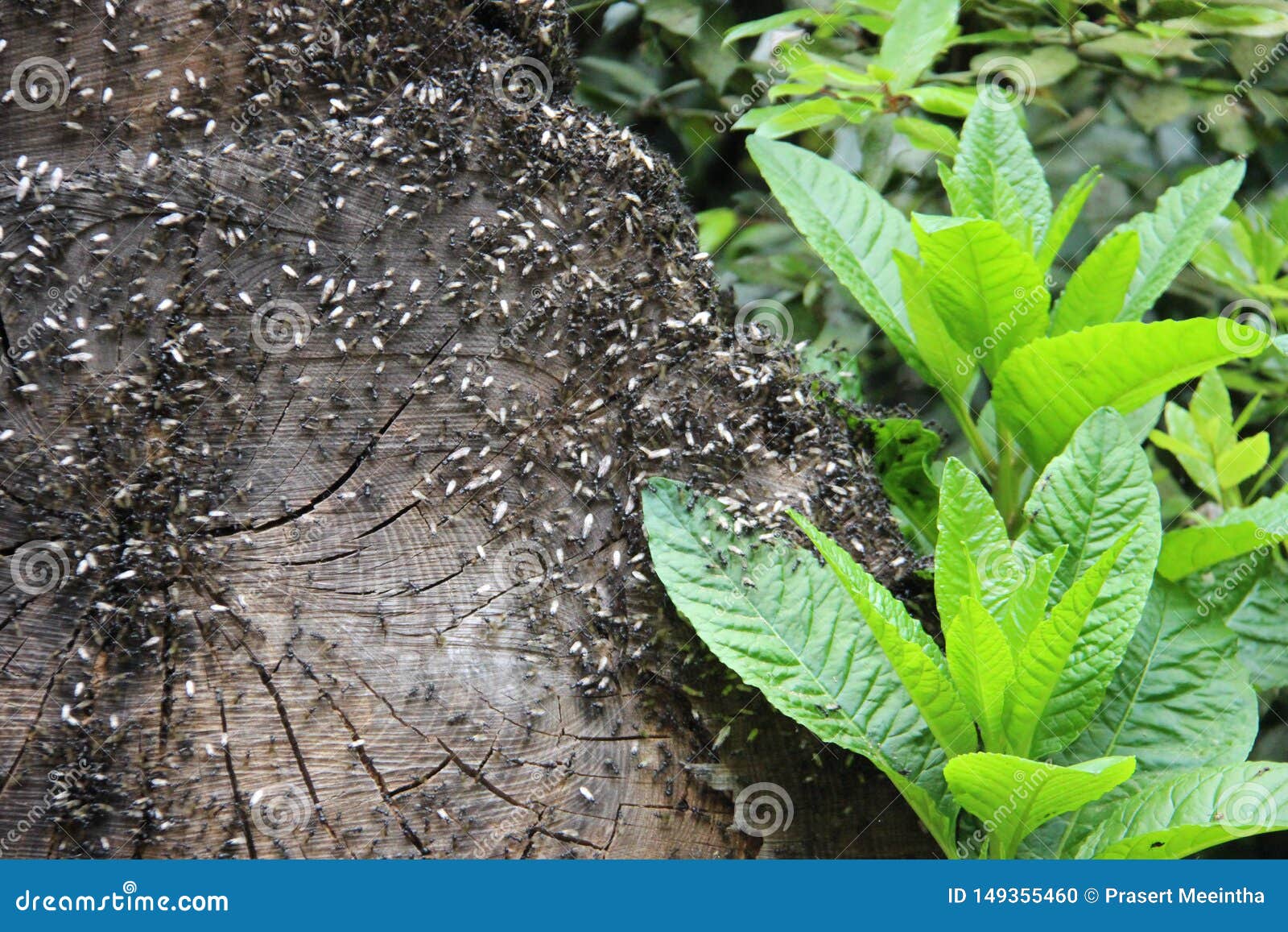 Insects. Simple Way of Life Stock Photo - Image of green, leaf: 149355460