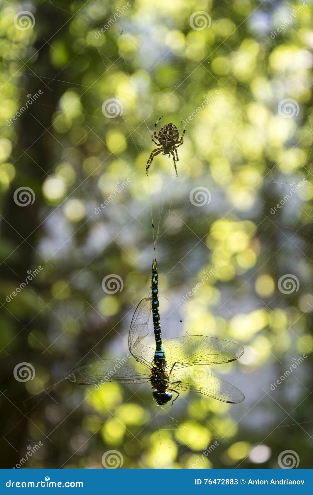 Insects.the Spider and the Dragonfly. Stock Image - Image of dragonfly ...
