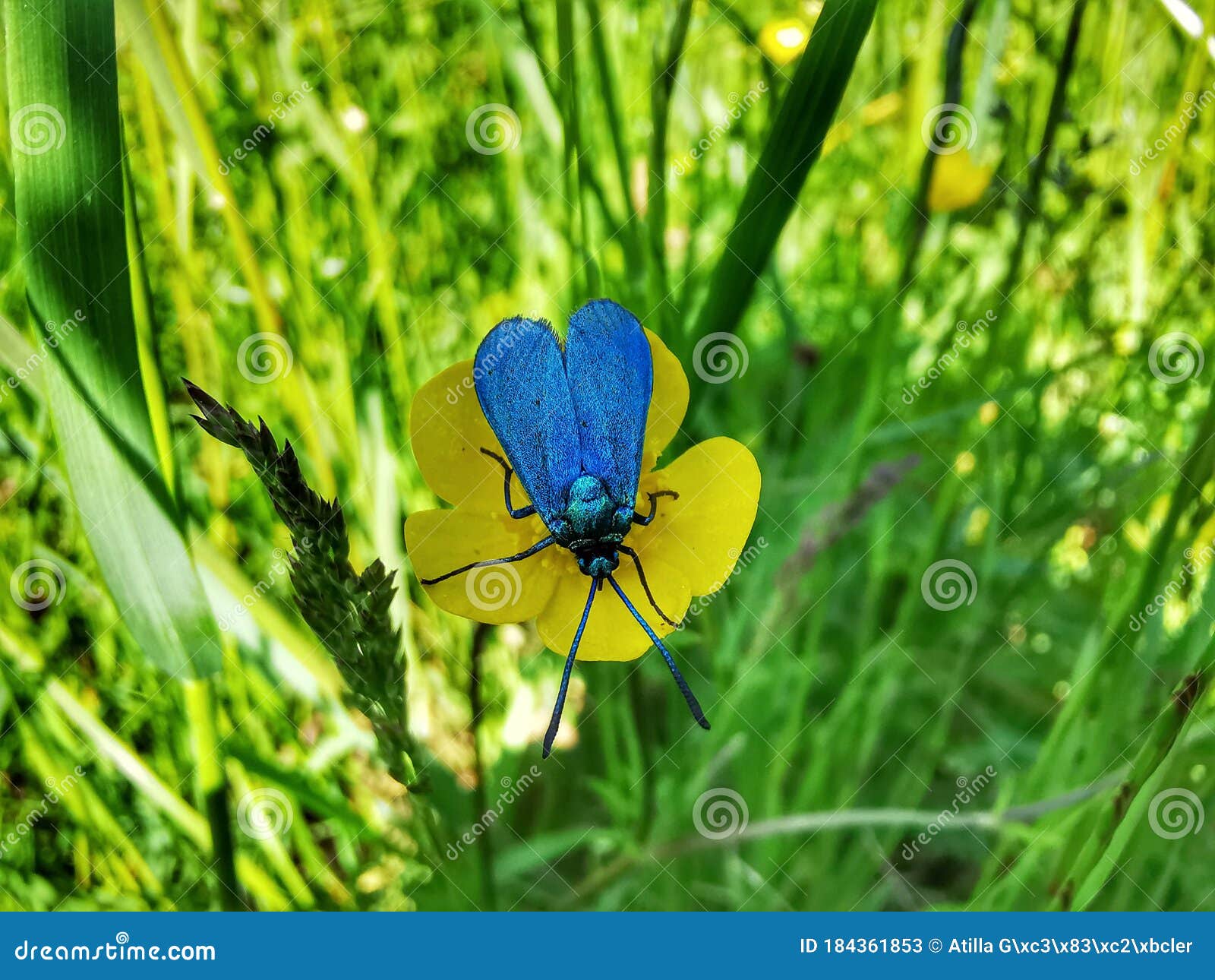 Insects and spring stock image. Image of wildlife, nature - 184361853