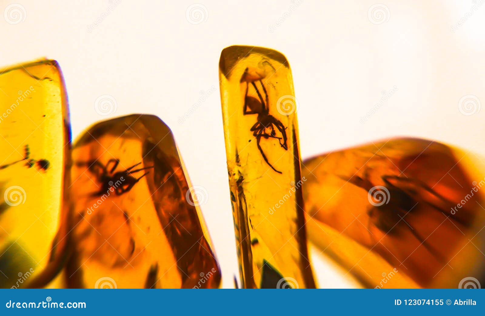 Insects in the Stones of Amber. Amber Stones Close-up. Stock Image ...
