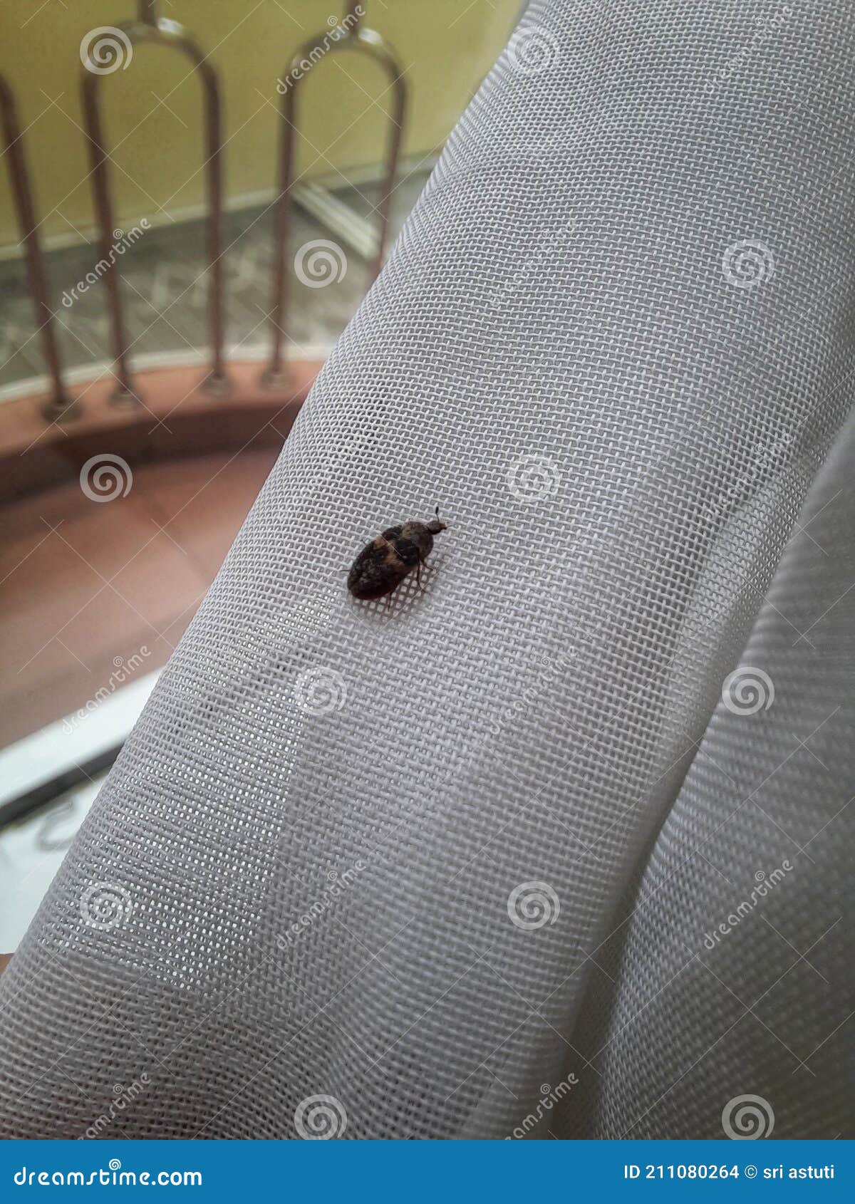 The Shape of a Small Insect Close Up on the Shirt Stock Photo - Image ...
